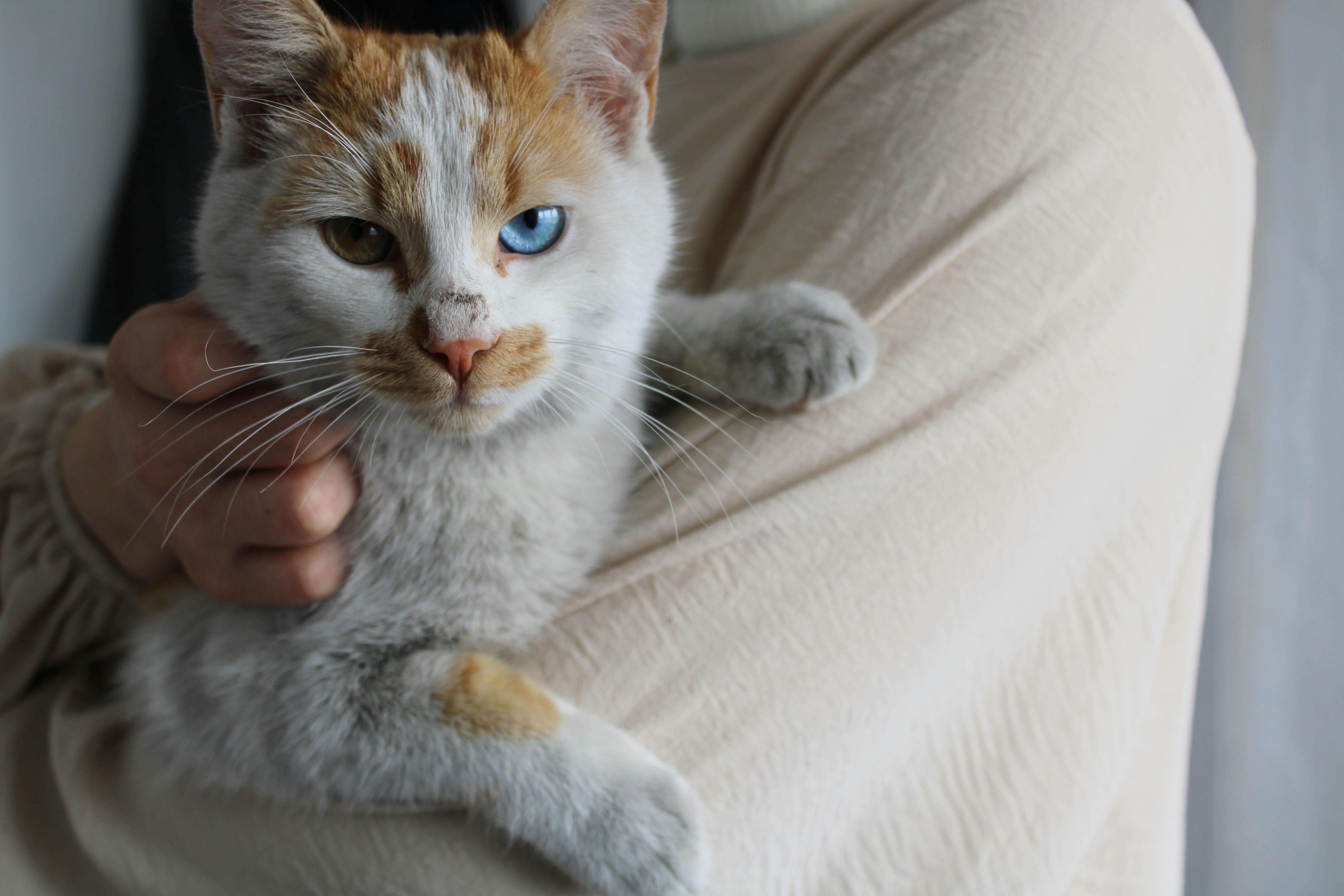 Portrait of a Heterochromatic Cat Being Held Indoors · Free Stock Photo