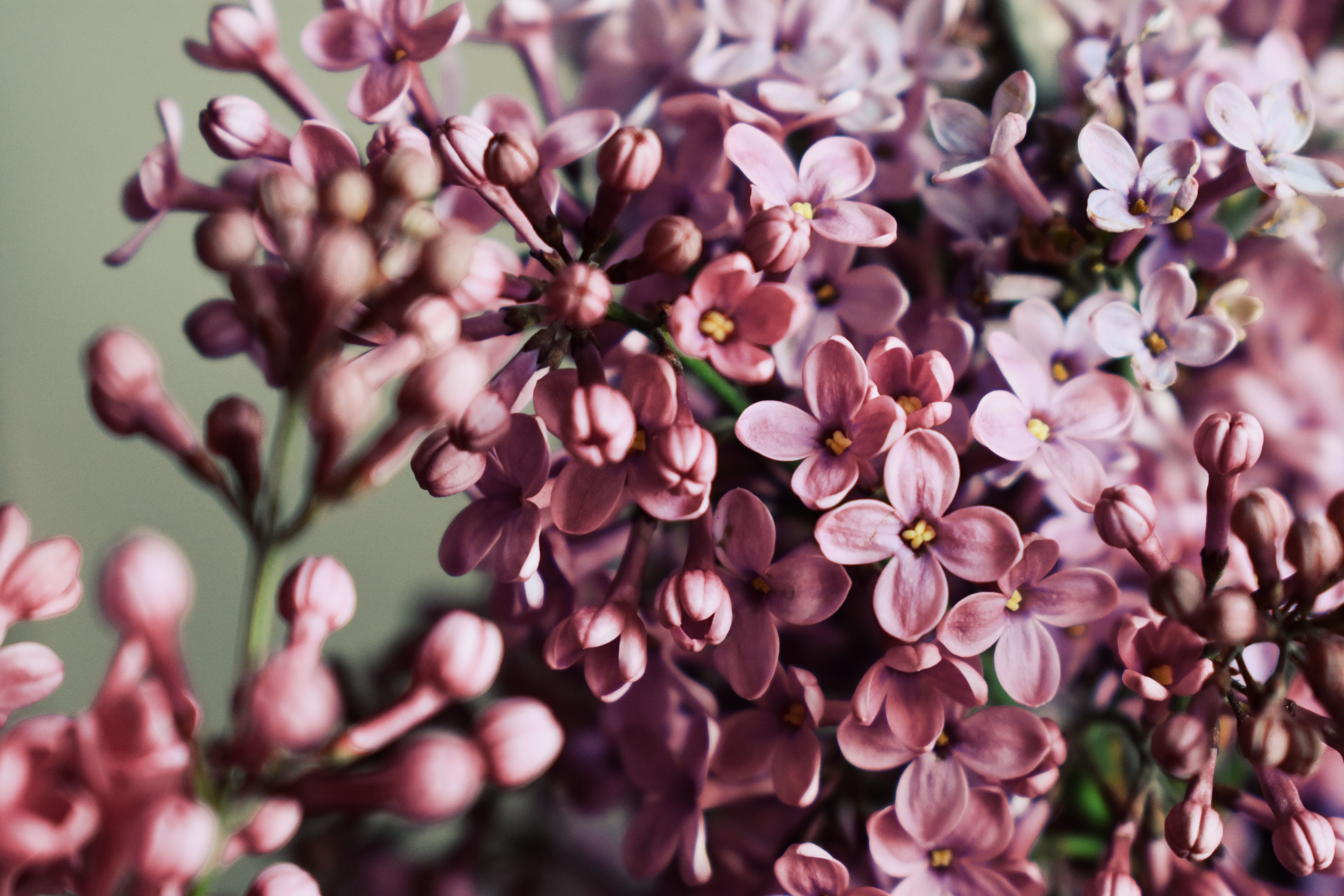 Close-Up Shot of Vibrant Lilac Flowers Blooming · Free Stock Photo