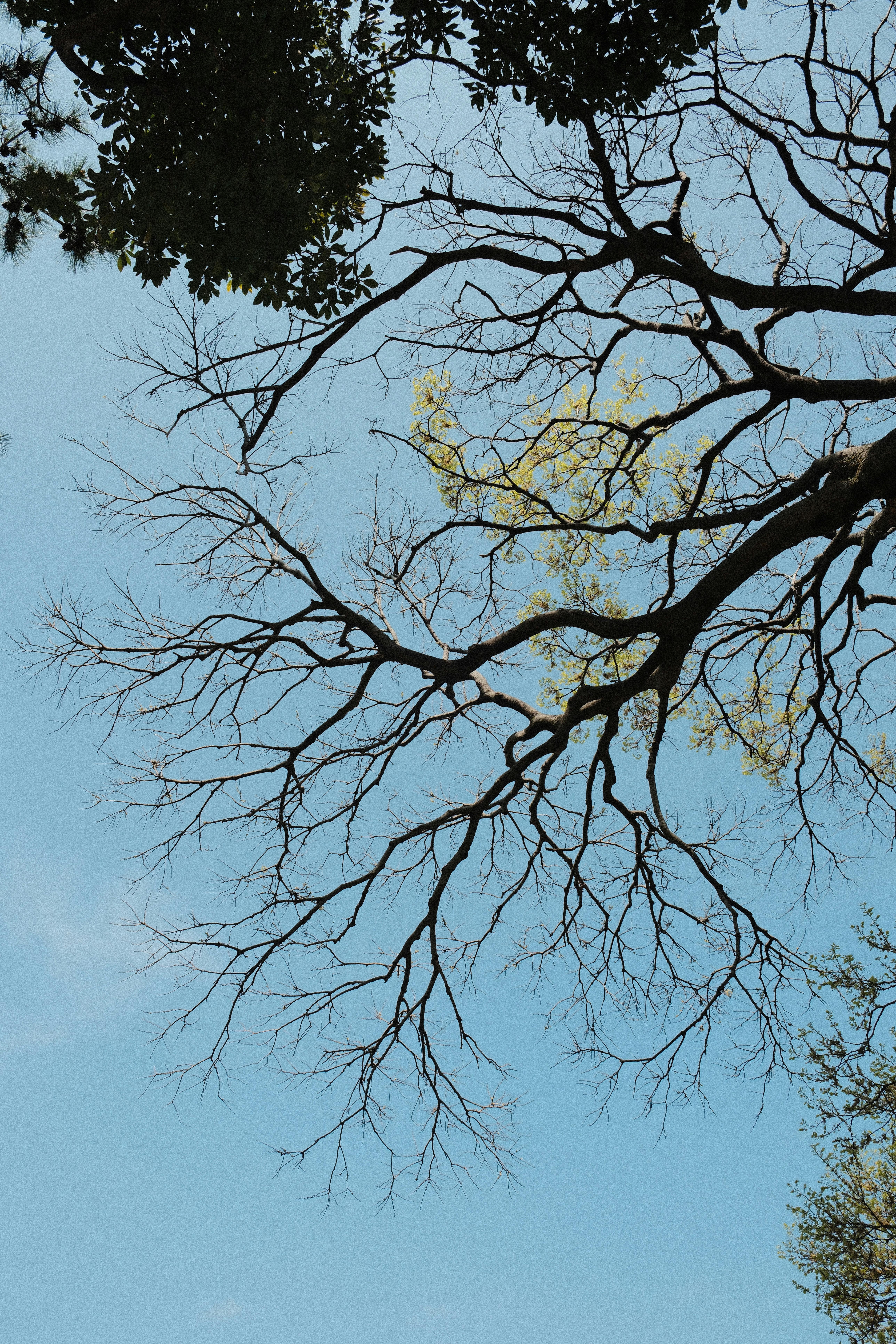 Foto de stock gratuita sobre al aire libre, ángulo inusual, árbol, arte ...