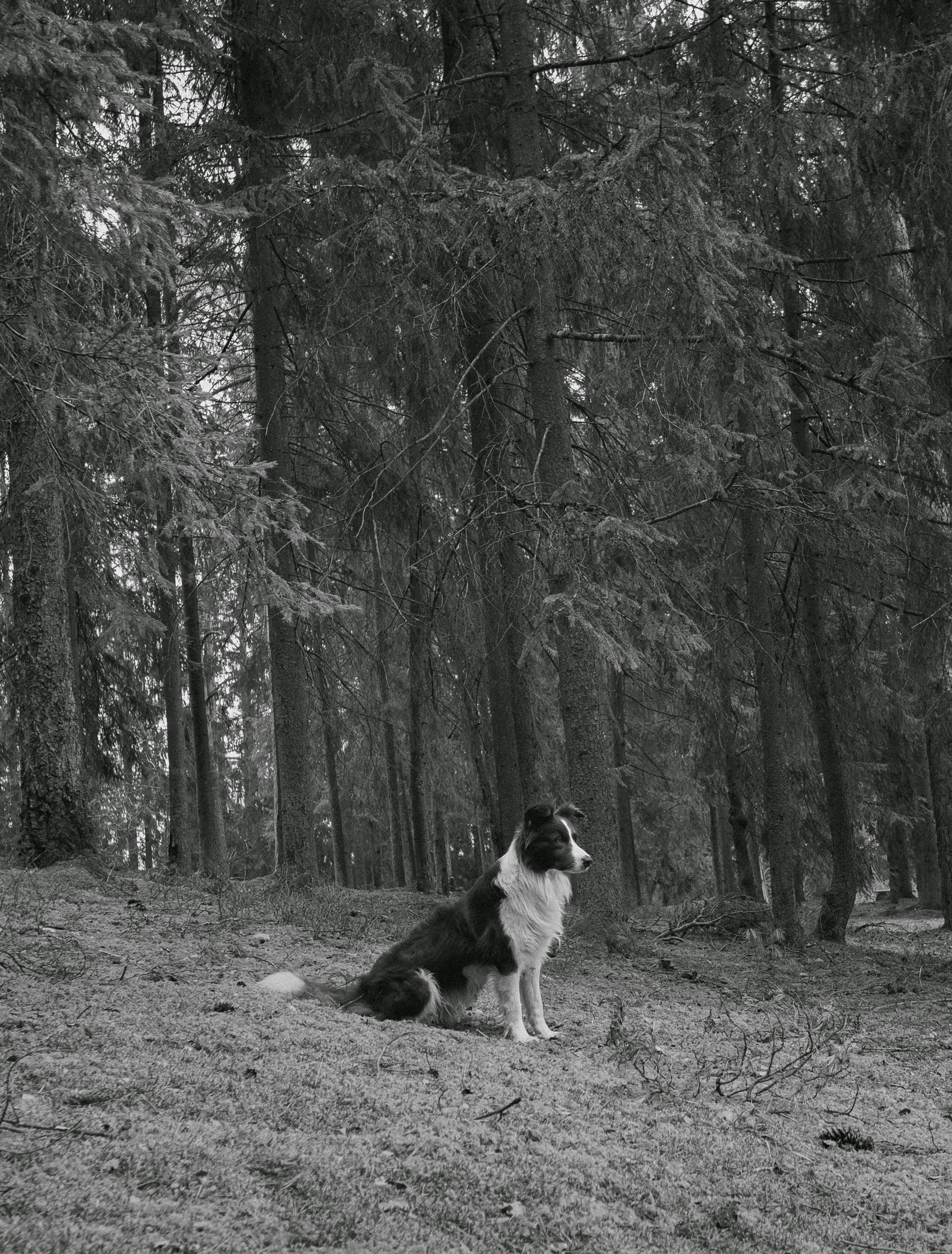 Border Collie in Tranquil Forest Landscape · Free Stock Photo