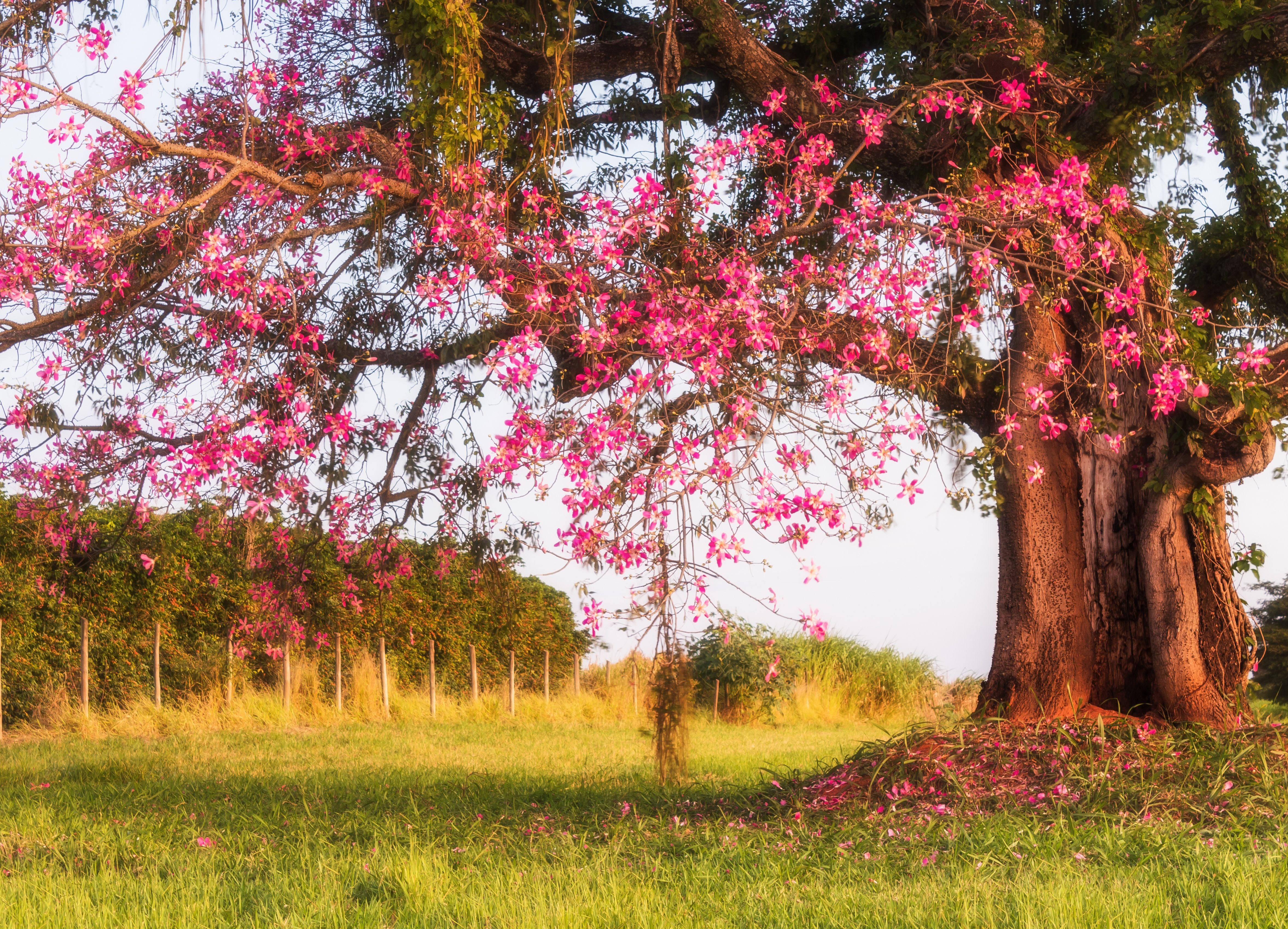 Sao Tree Trunk Photos, Download The BEST Free Sao Tree Trunk Stock ...
