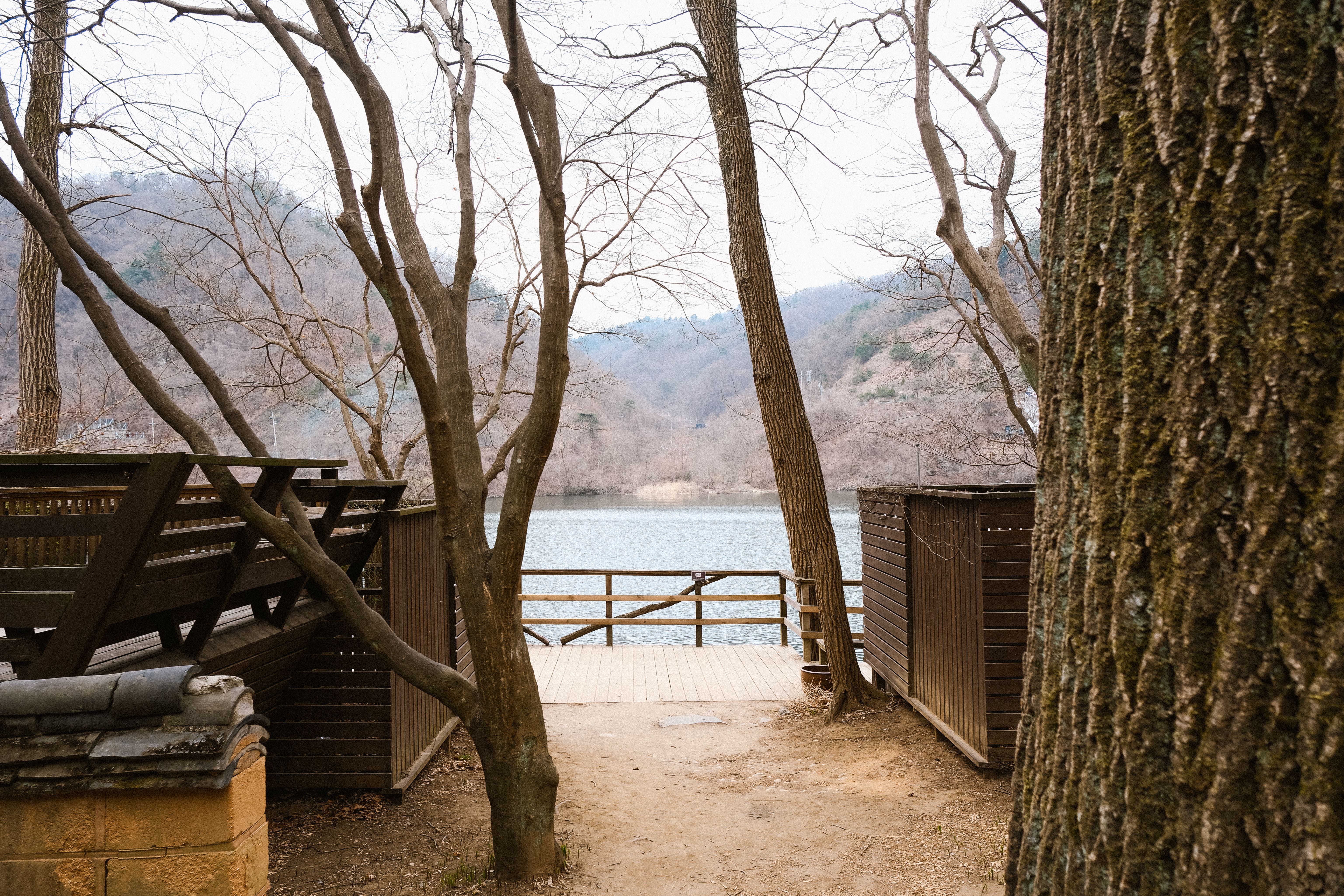Tranquil Lakeside View Through Winter Trees · Free Stock Photo