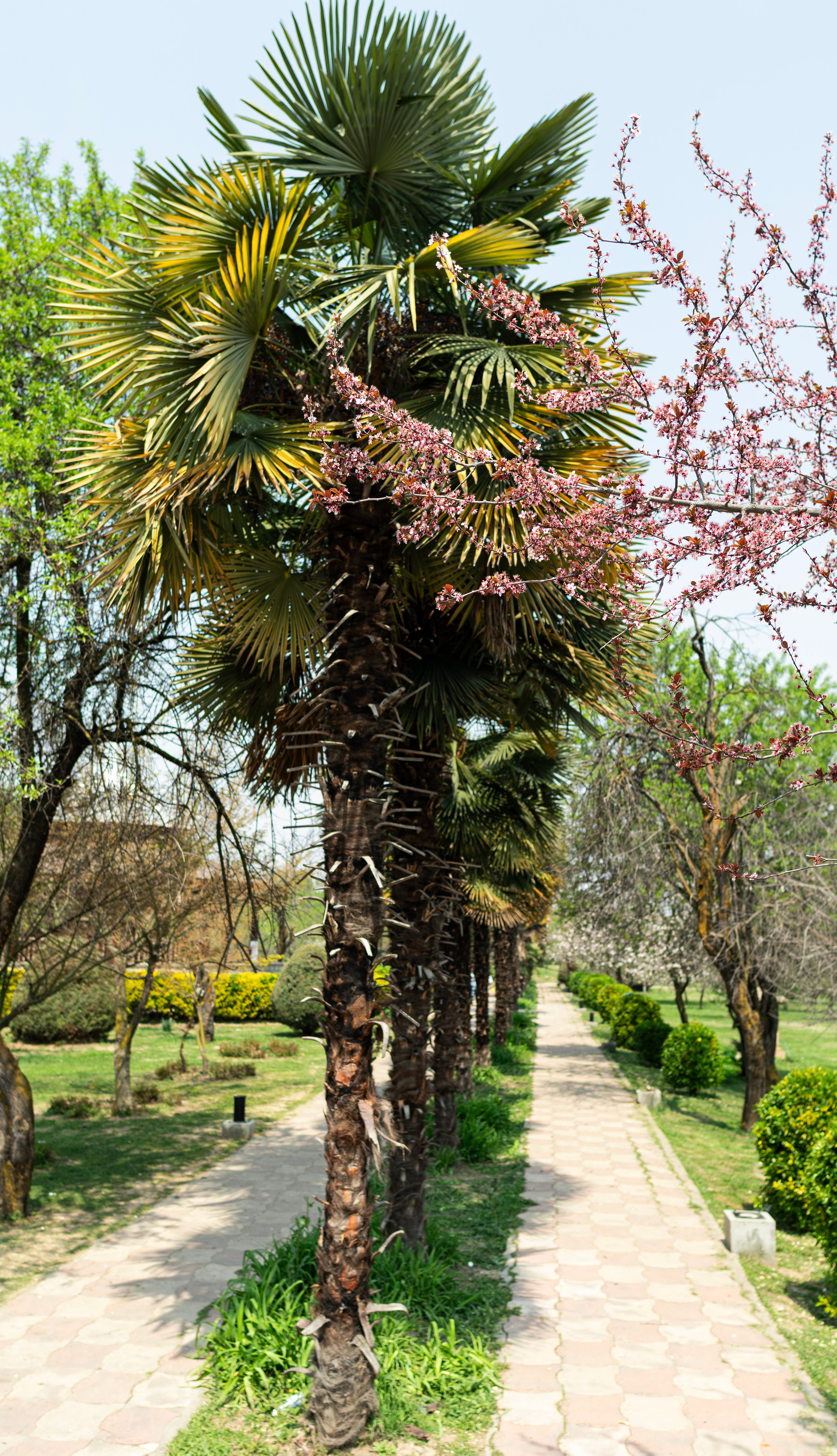Palm Trees in Springtime at Srinagar Park · Free Stock Photo