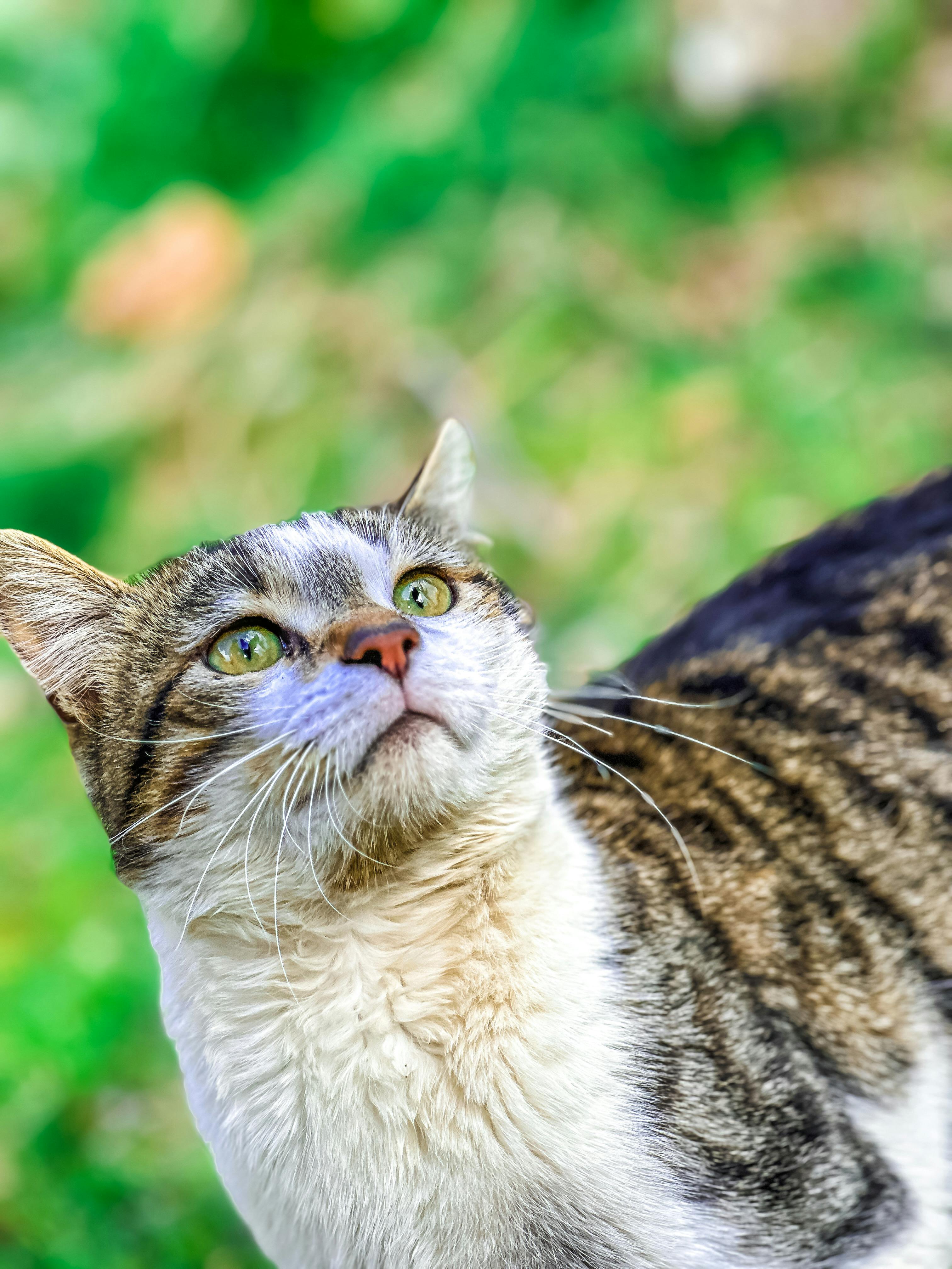 Serene Tabby Cat Strolling in Autumn Forest · Free Stock Photo