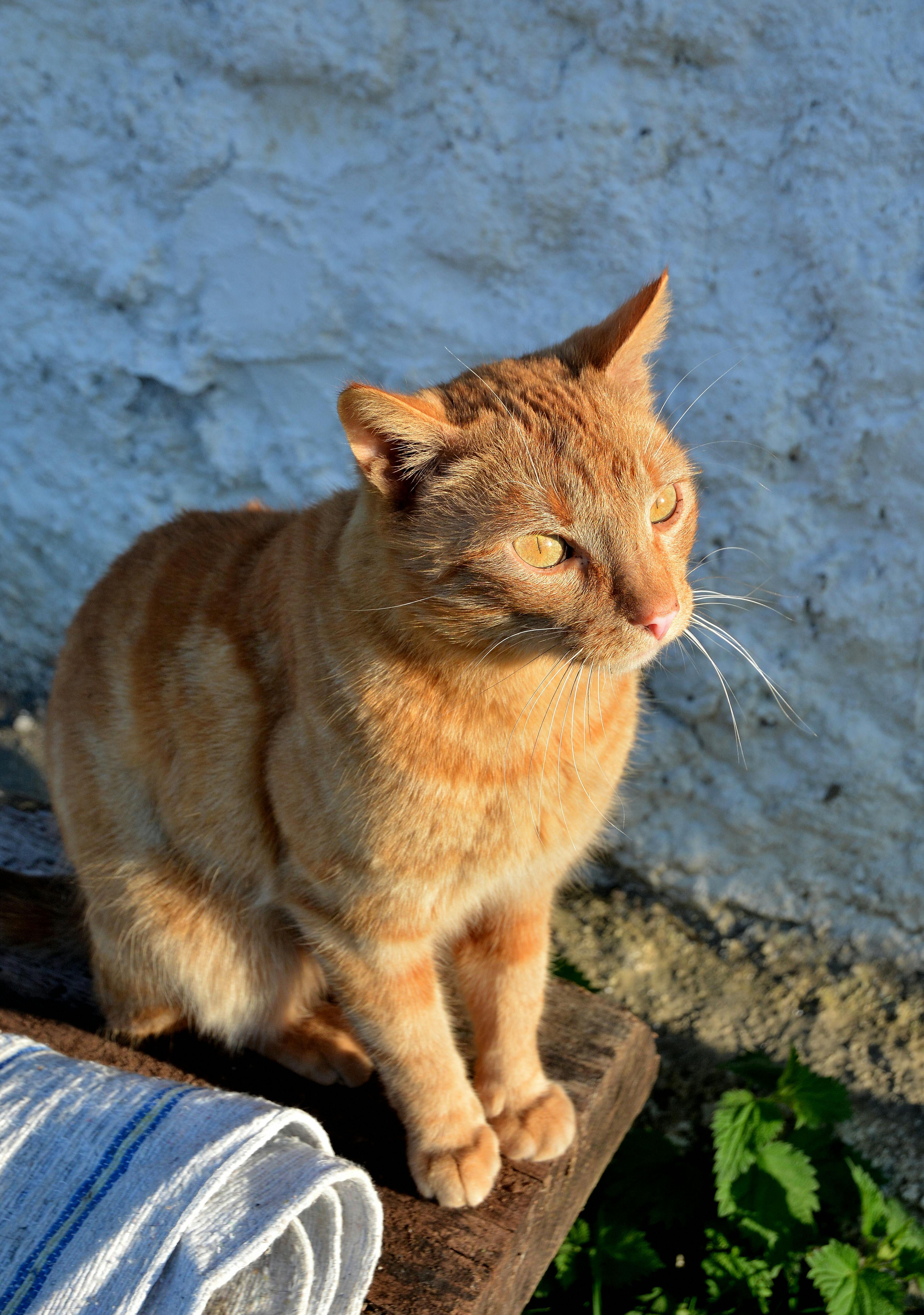 Pet Texture Photos, Download The BEST Free Pet Texture Stock Photos ...