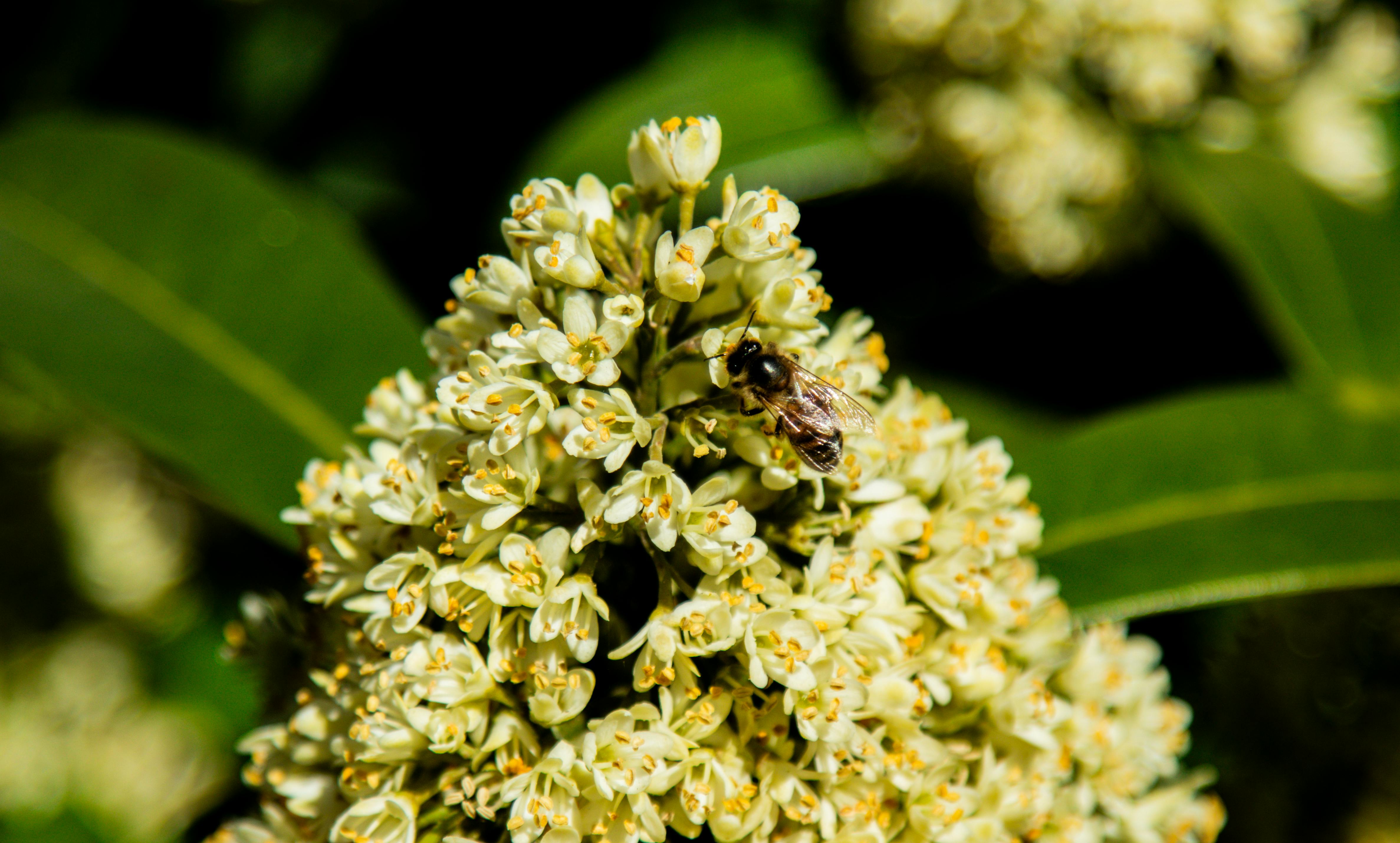 Bee Pollinating White Ervatamia Flower Close-Up · Free Stock Photo