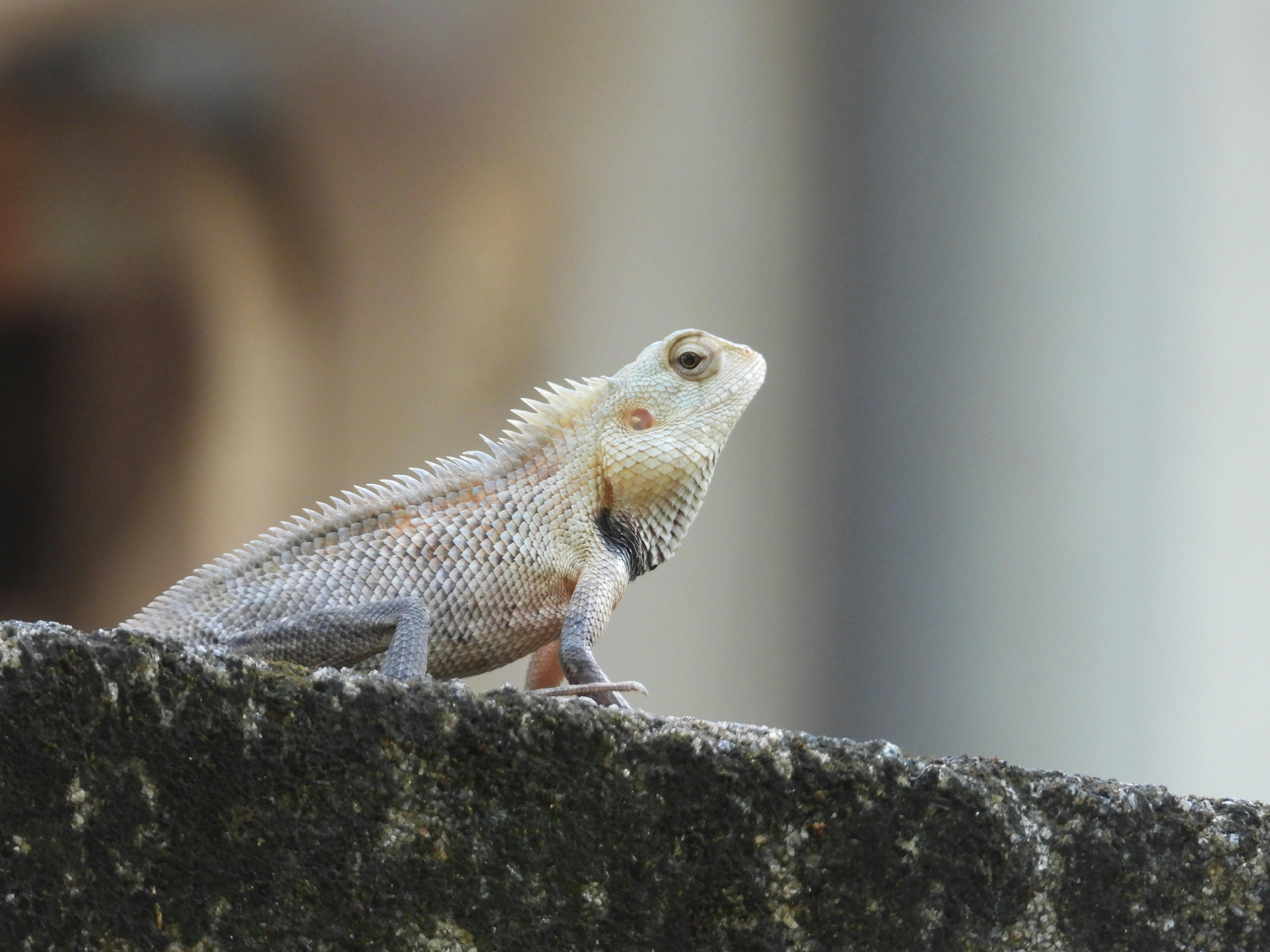 Ocul Lankan Photos, Download The BEST Free Ocul Lankan Stock Photos ...