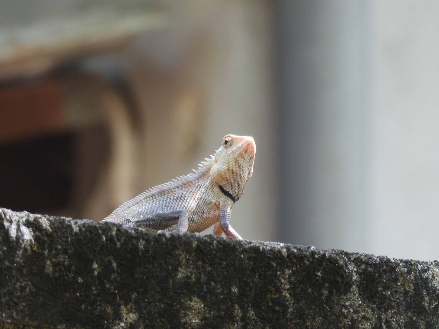 Calotes: A Simple Guide to Their Biology and Classification