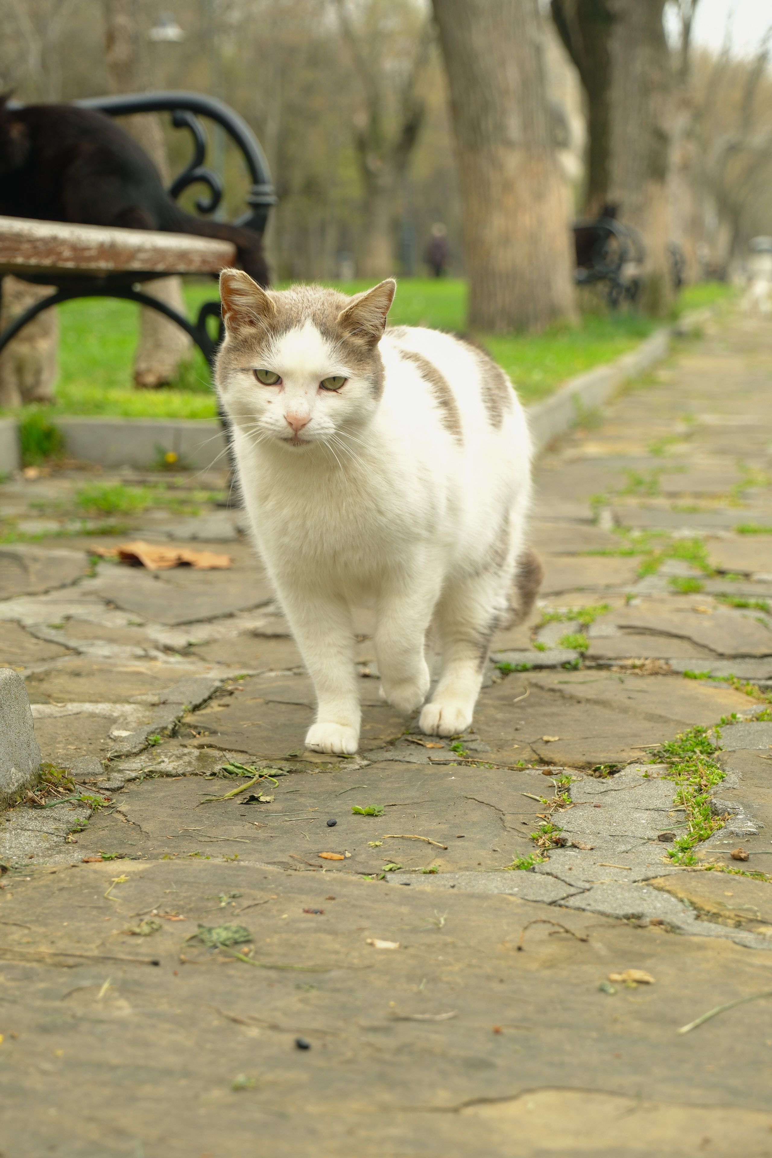 Charming Street Cat Strolling Through Urban Park · Free Stock Photo