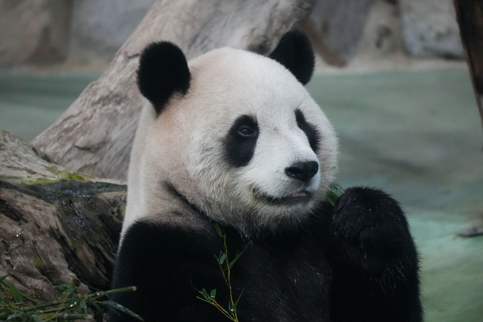 Giant Panda Photos, Download The BEST Free Giant Panda Stock Photos ...