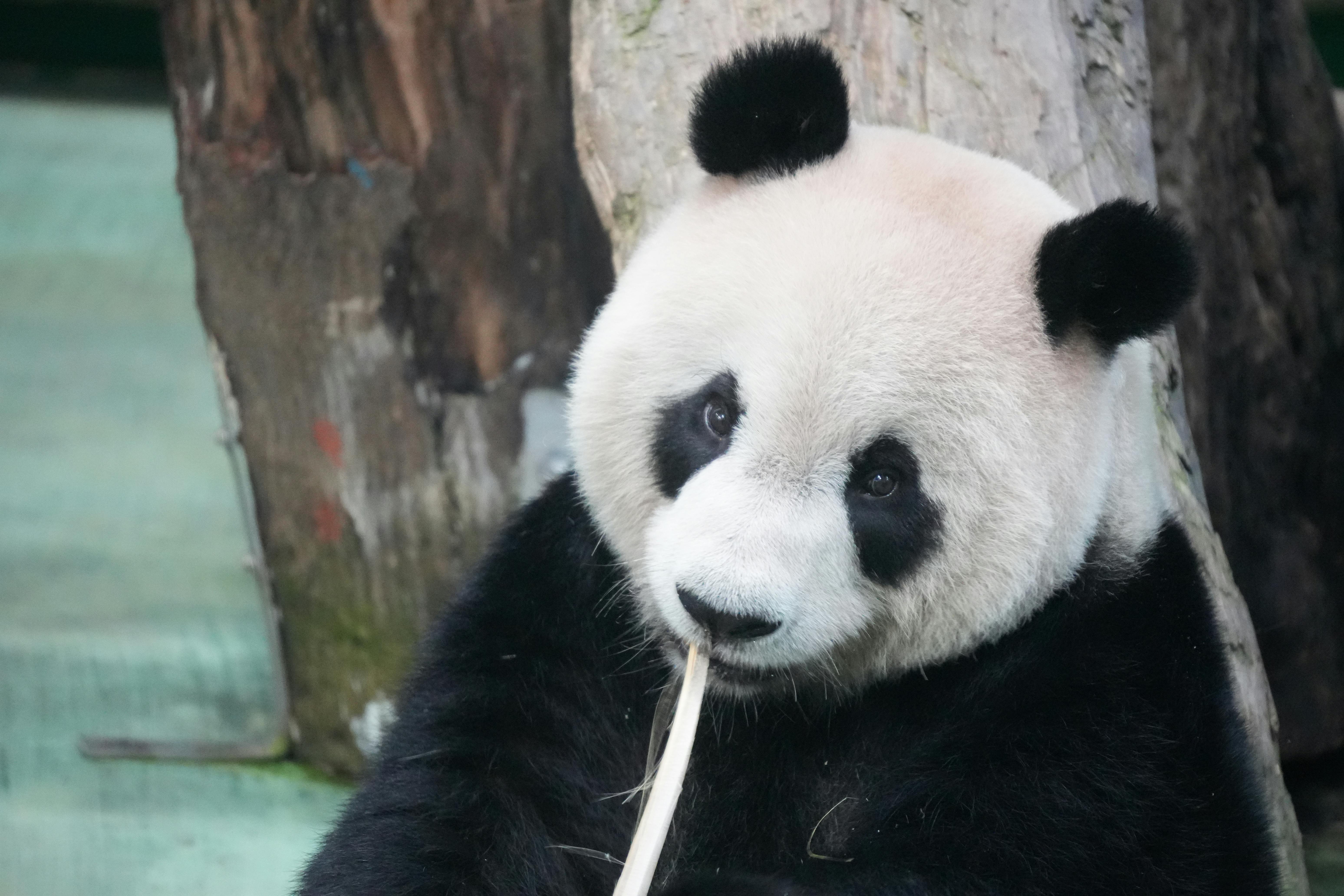 Adorable Giant Panda Chewing Bamboo Close-Up · Free Stock Photo
