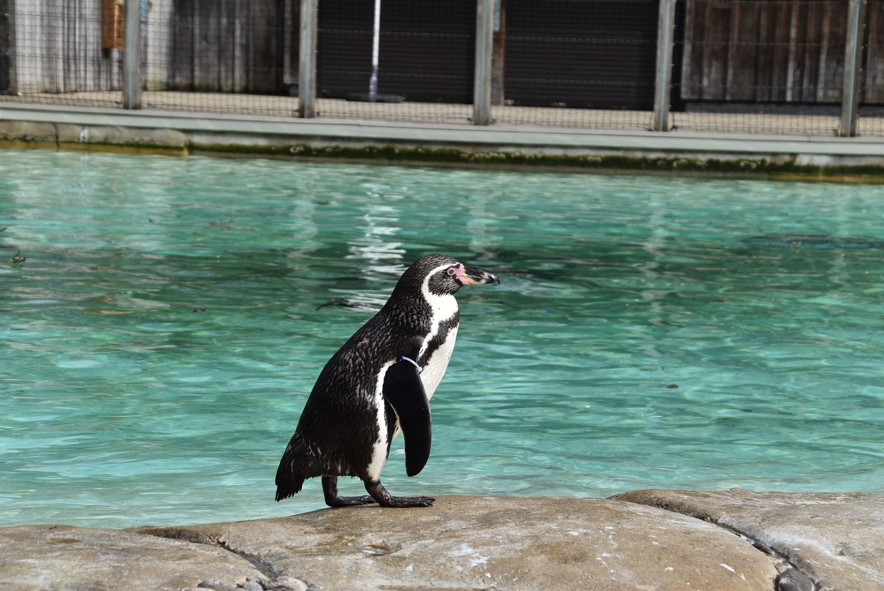 Humboldt Penguin by Clear Blue Pond in London Zoo · Free Stock Photo