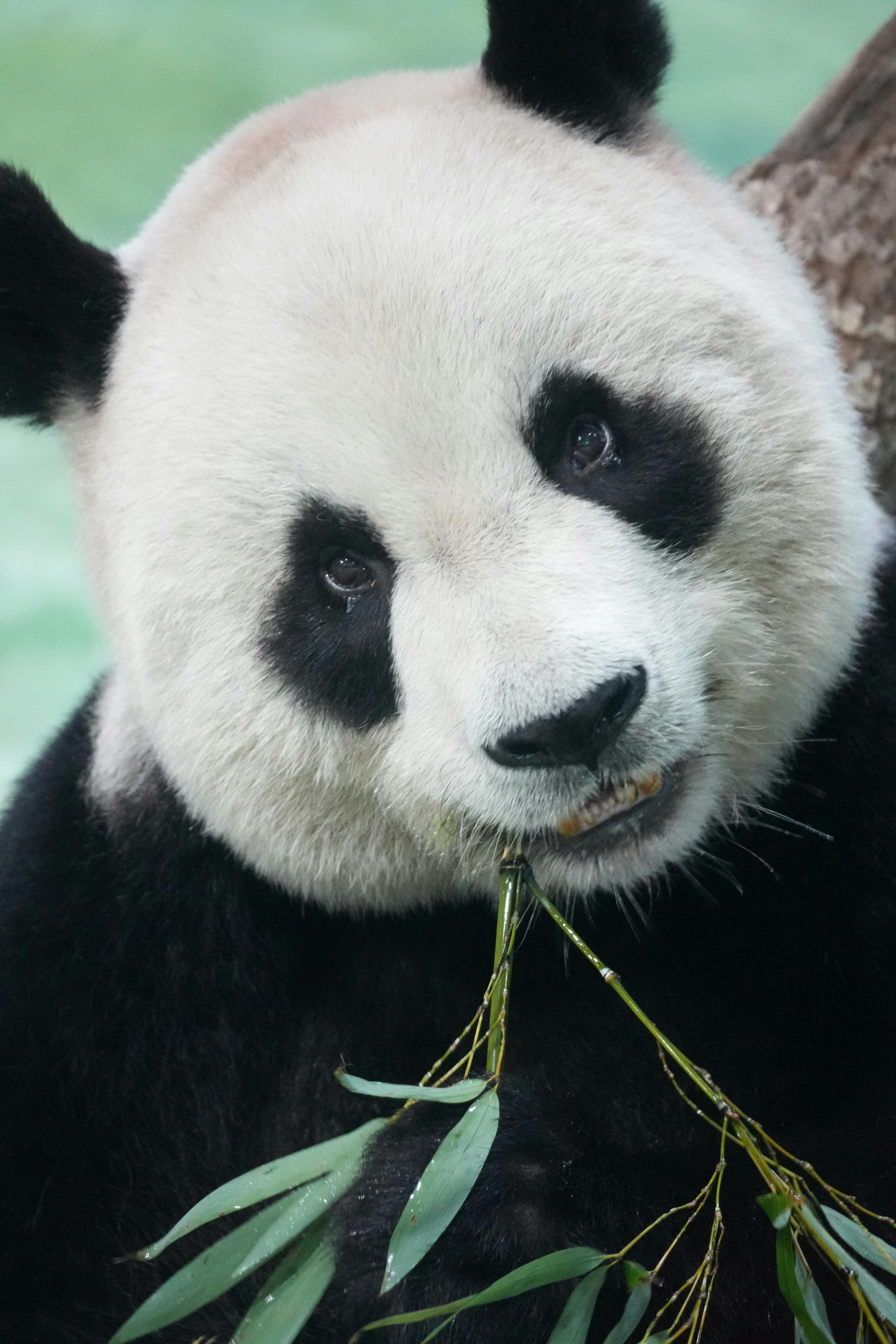Close-Up of Giant Panda Eating Bamboo · Free Stock Photo