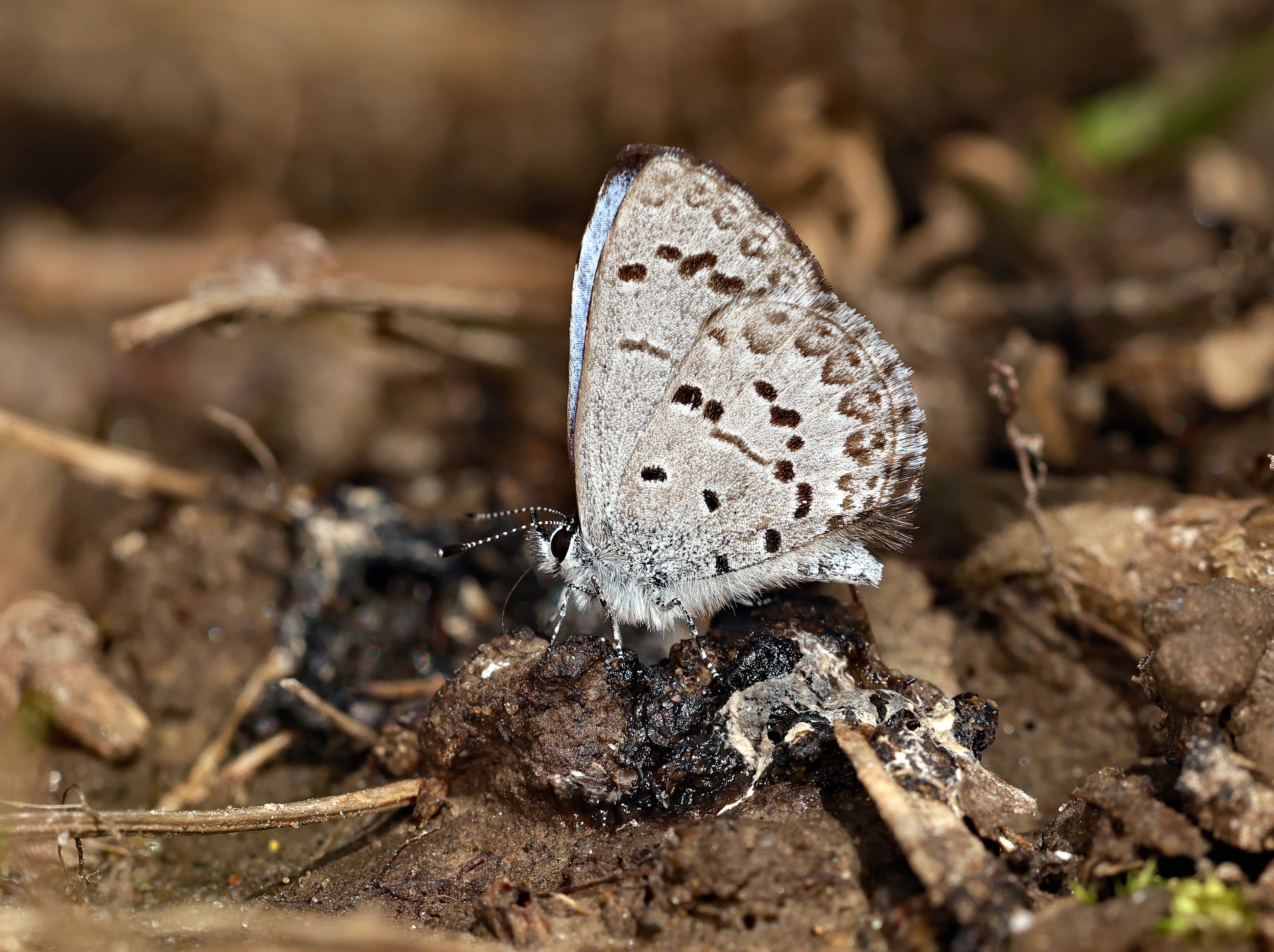 Small Blue Butterfly in Natural Habitat · Free Stock Photo