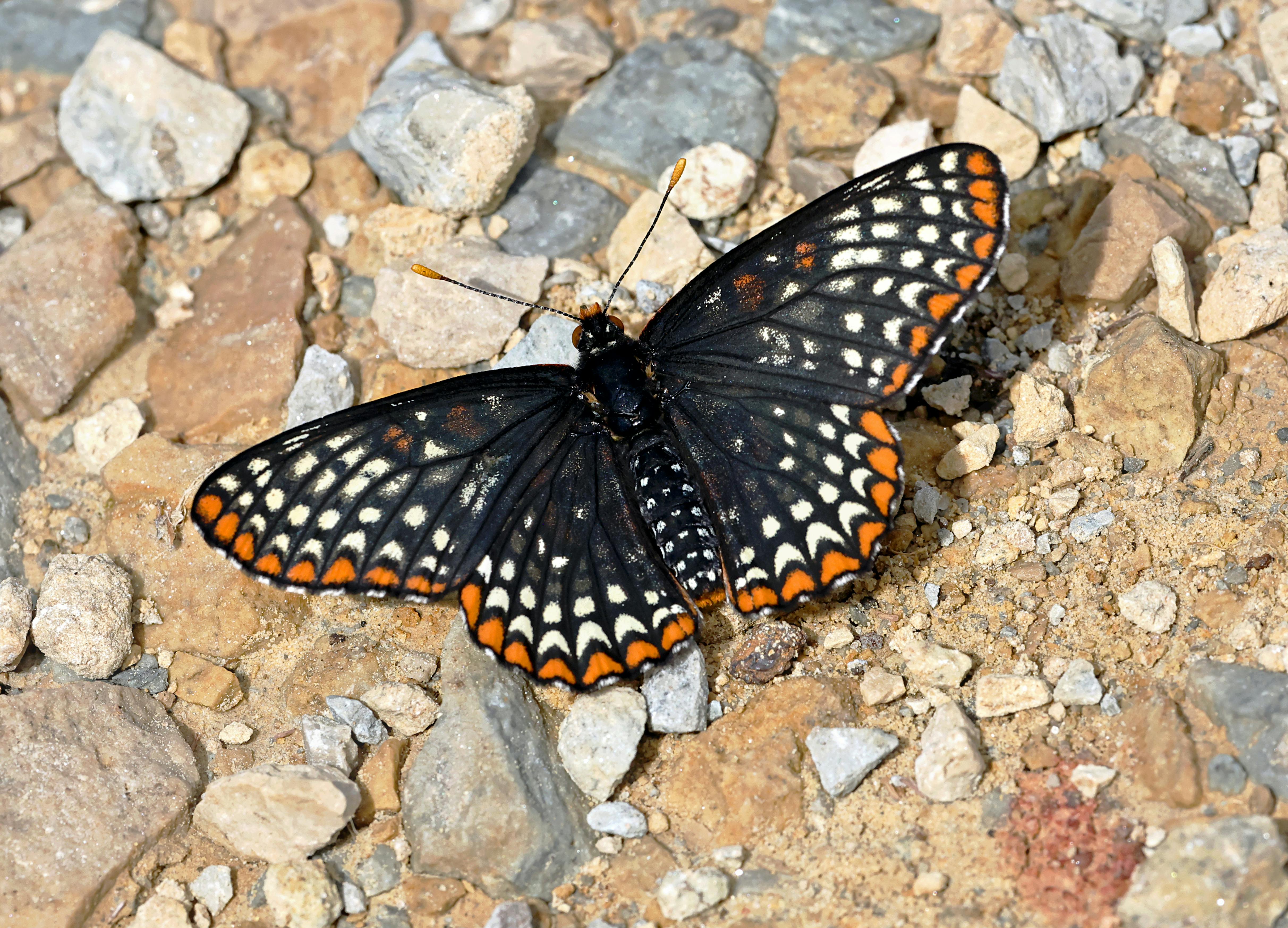 Baltimore Checkerspot Butterfly on Rocky Ground · Free Stock Photo