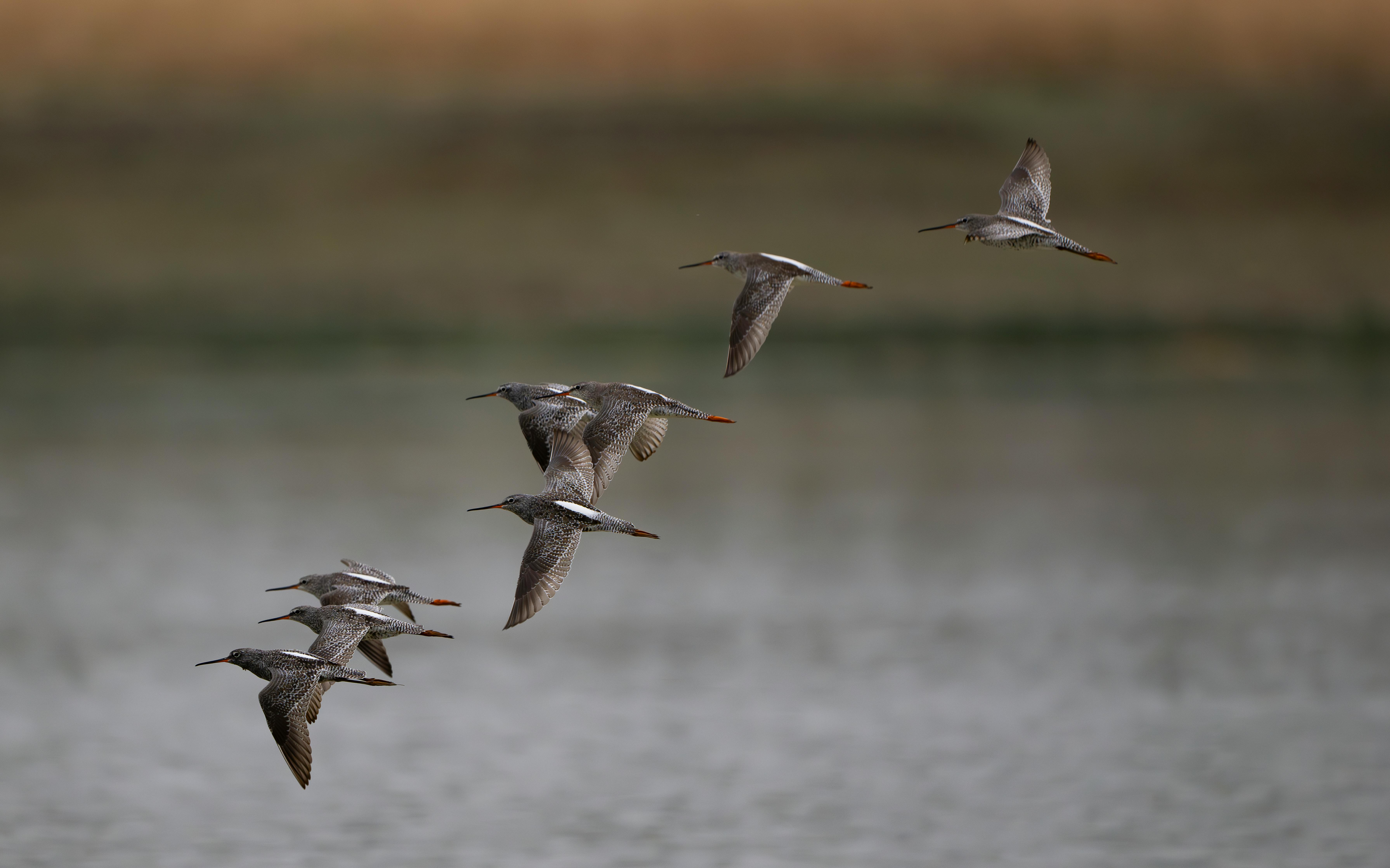 Flock of Redshanks Flying Over Water at Dawn · Free Stock Photo