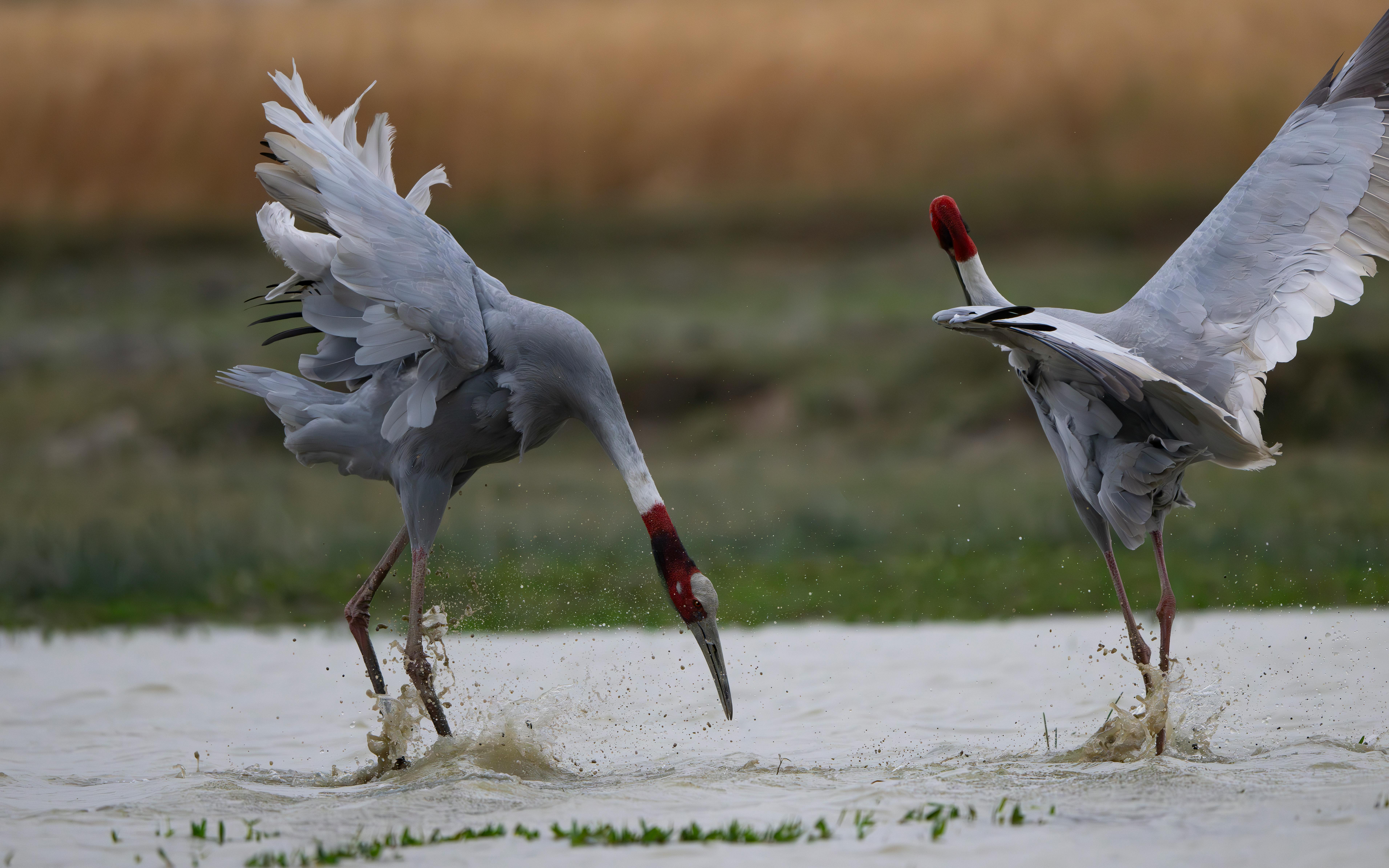 Sarus Cranes in Dynamic Water Dance · Free Stock Photo