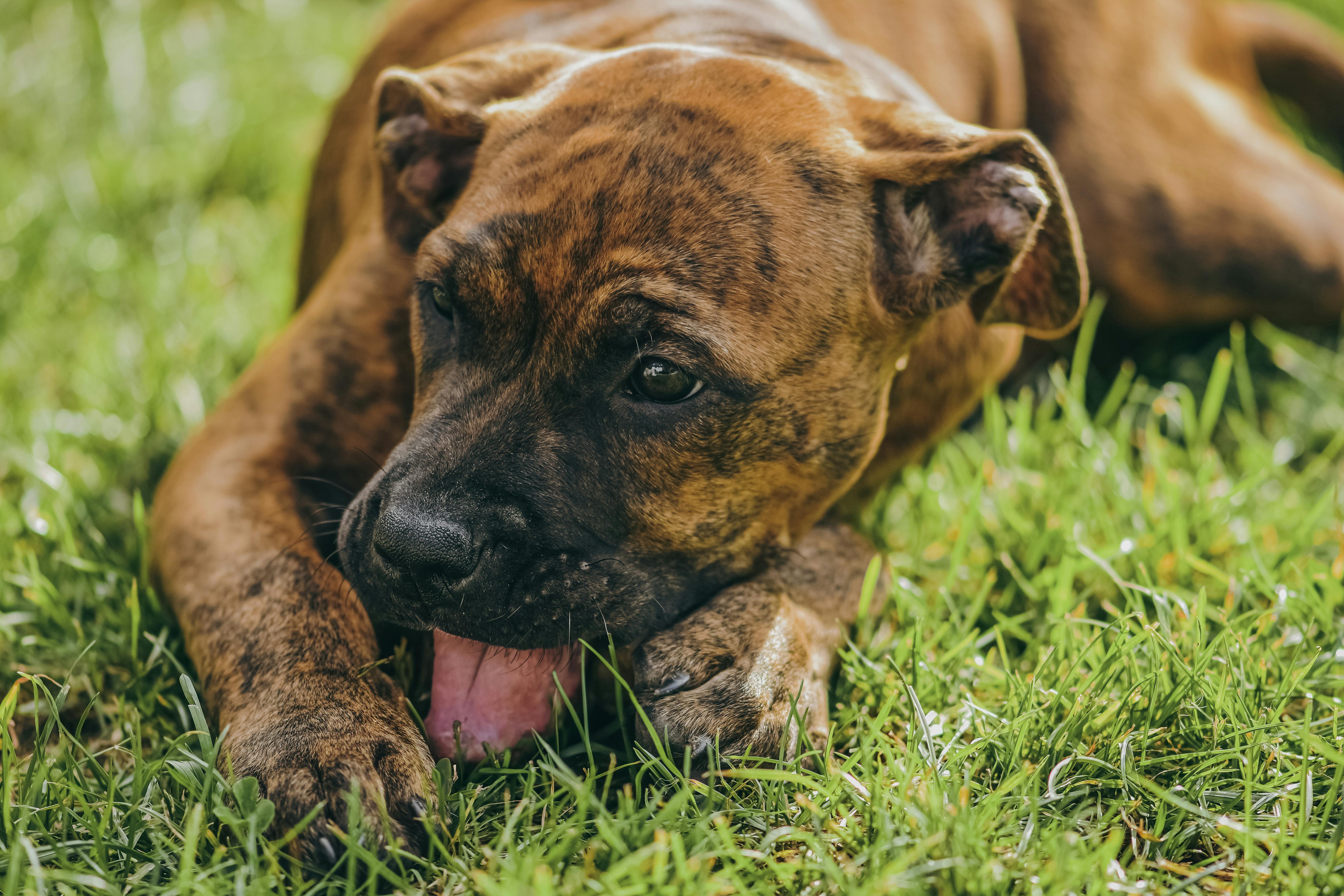 Brindle Boxer Puppy Relaxing on Grass Outdoors · Free Stock Photo
