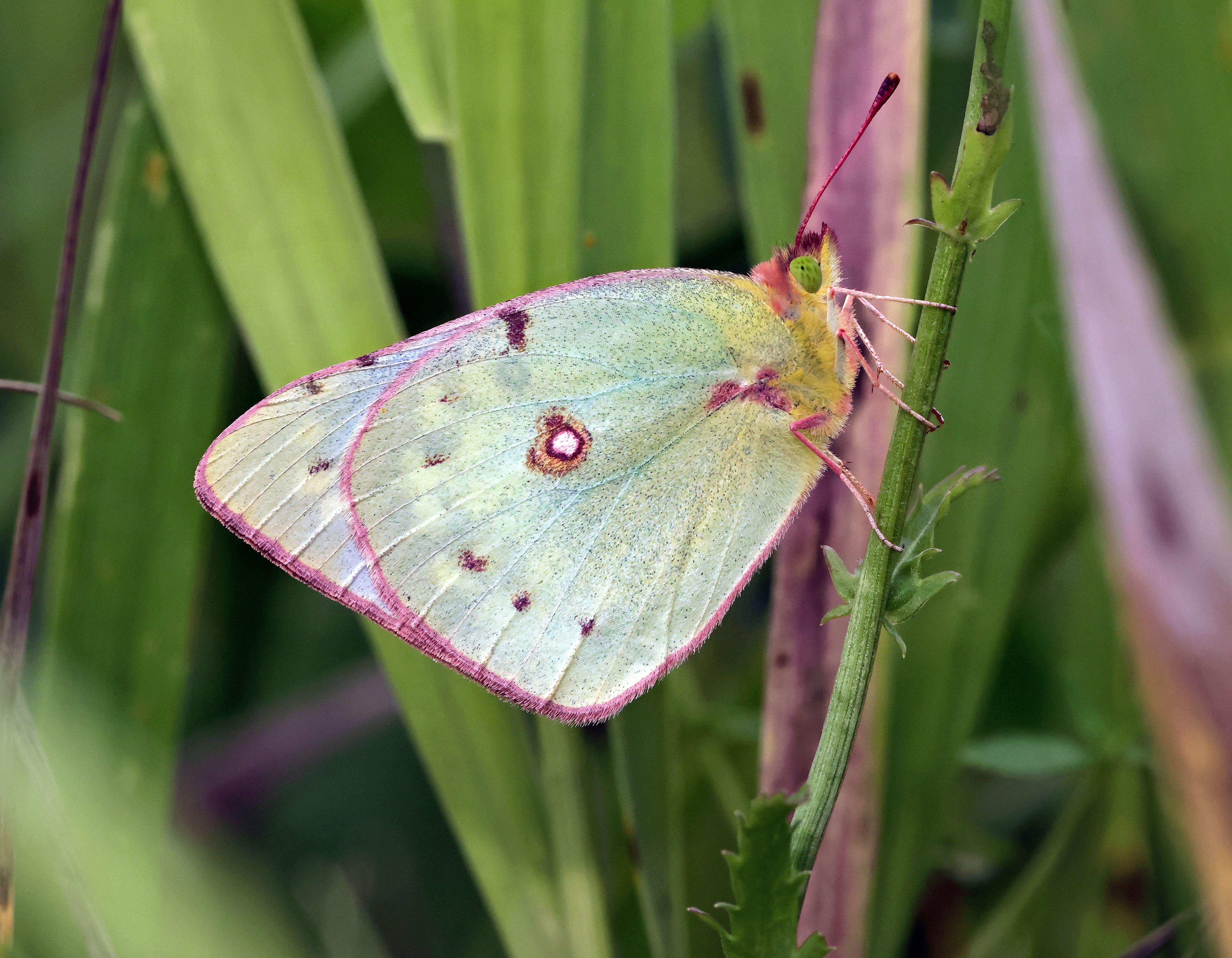 Clouded Sulphur Butterfly Photos, Download The BEST Free Clouded ...