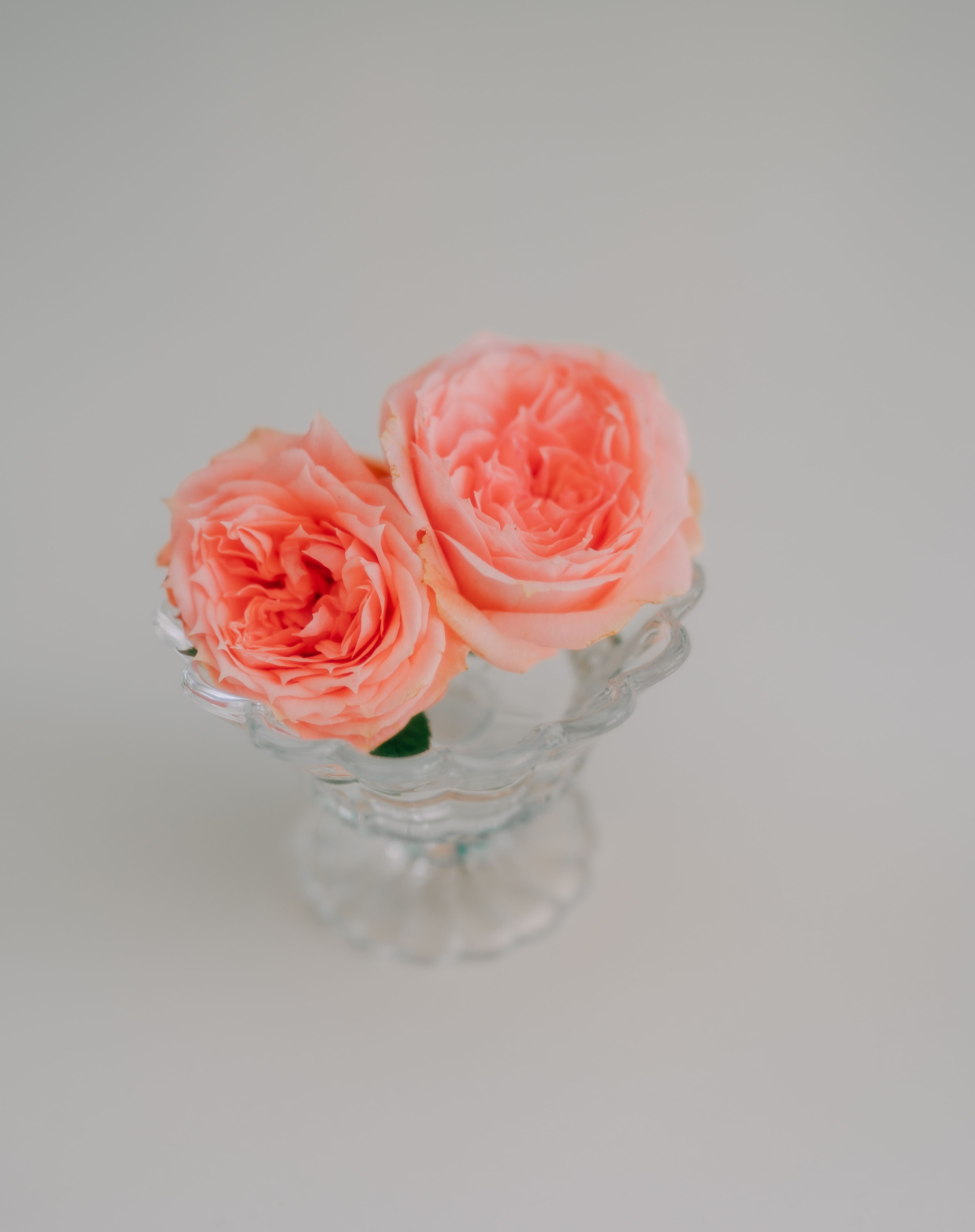 Rosa Palass Photos, Download The BEST Free Rosa Palass Stock Photos ...
