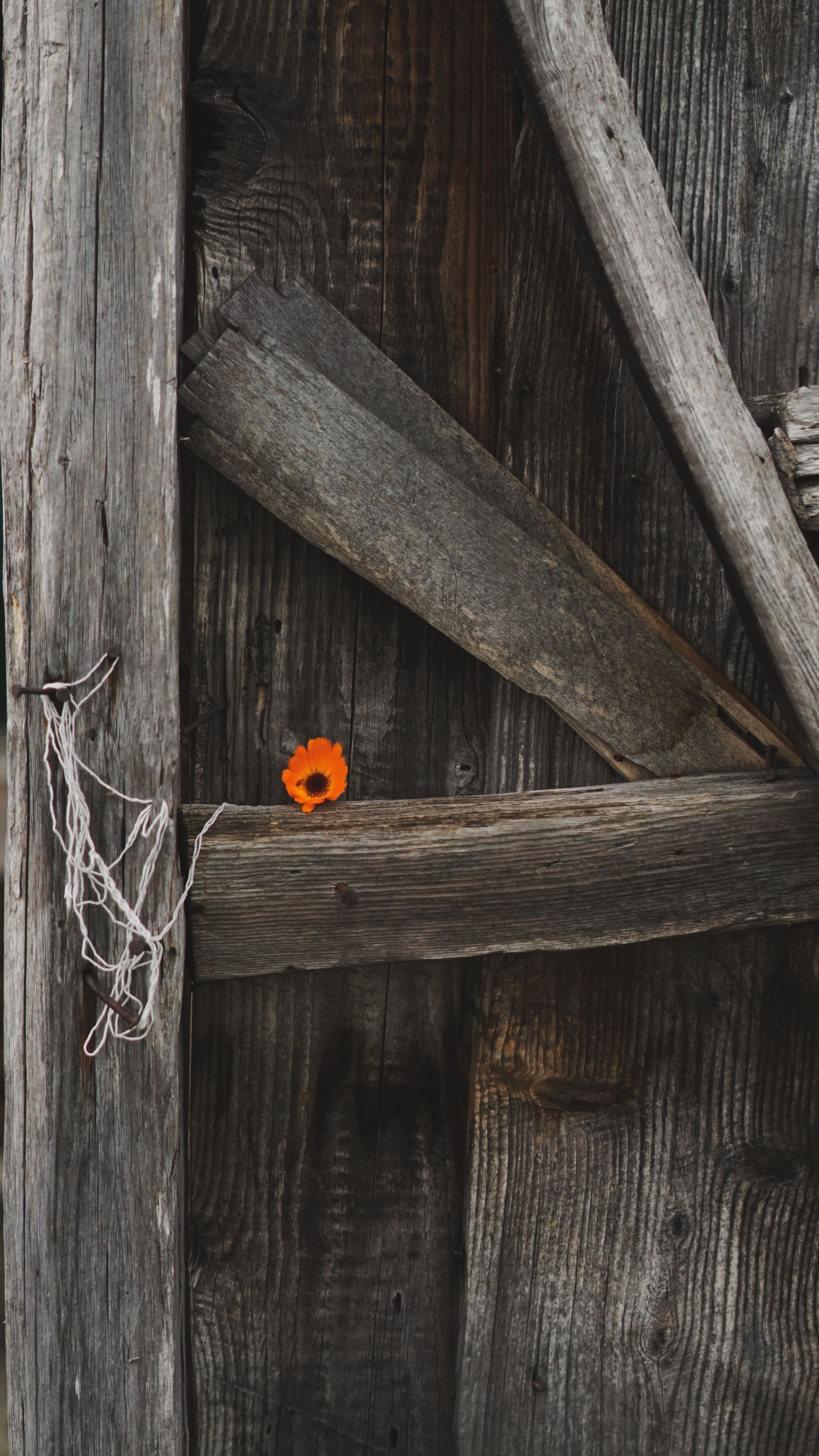 Wood Texture Baground Photos, Download The BEST Free Wood Texture ...