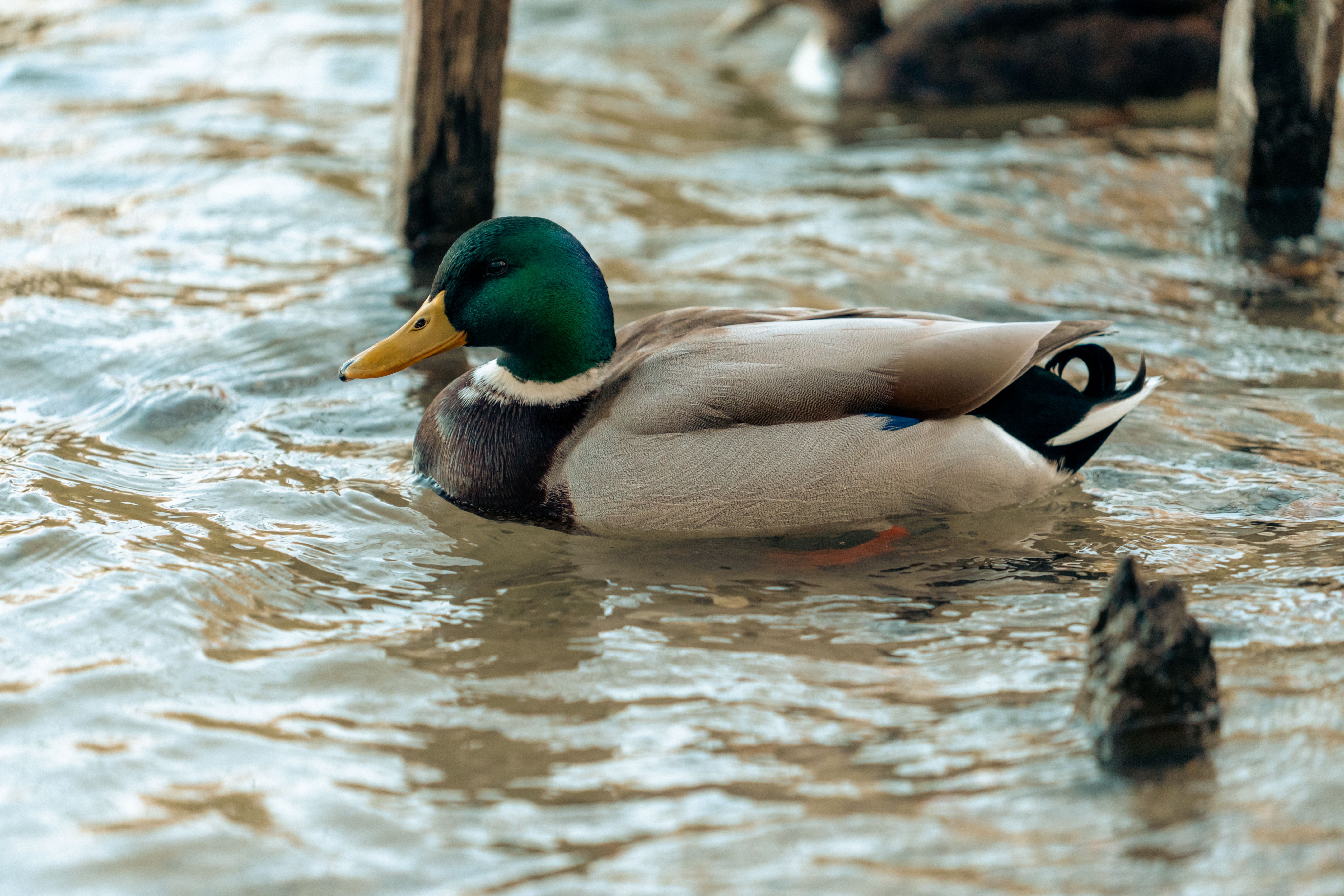 Male Mallard Duck Swimming in Natural Habitat · Free Stock Photo