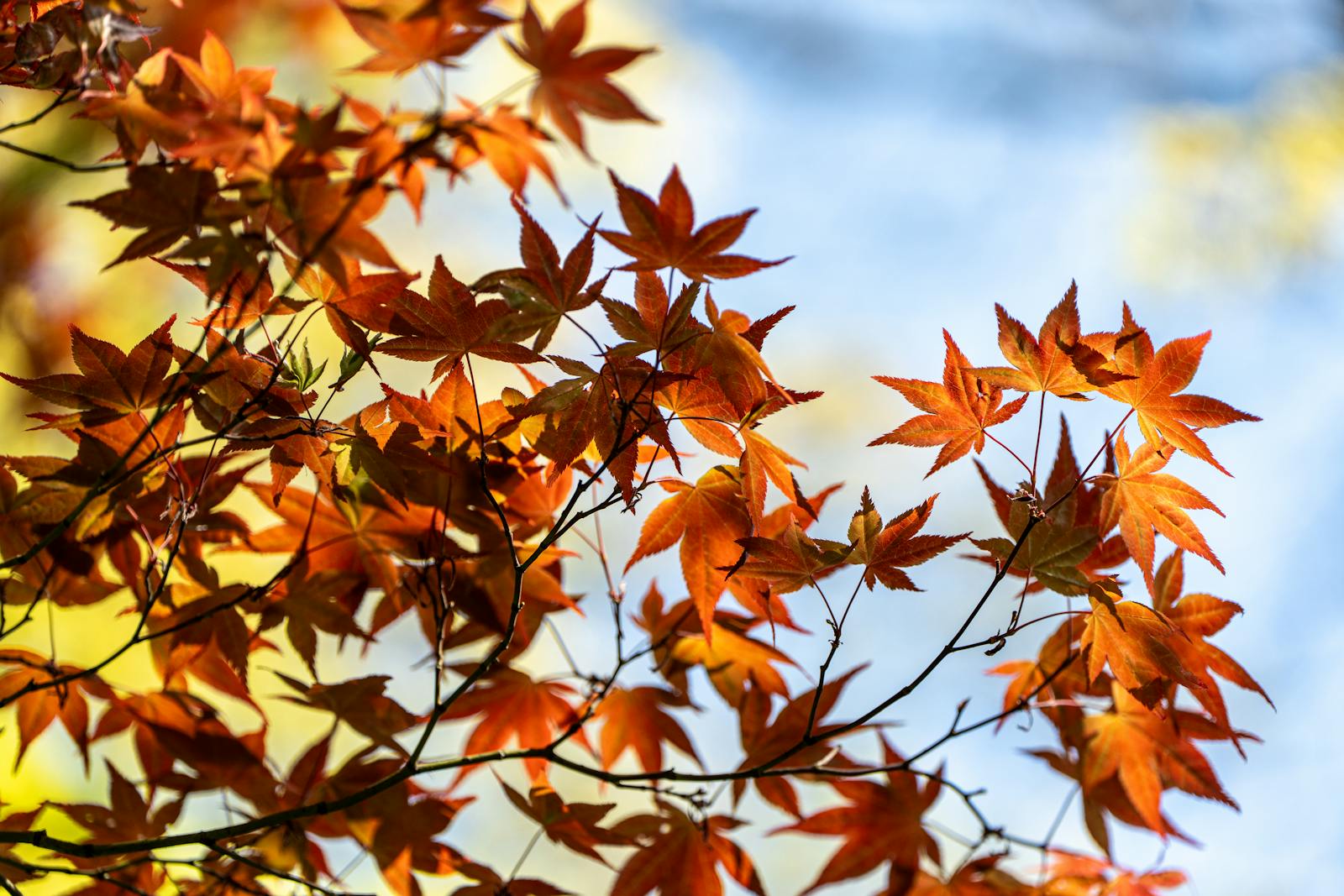 Maple Tree Photos, Download The BEST Free Maple Tree Stock Photos & HD ...