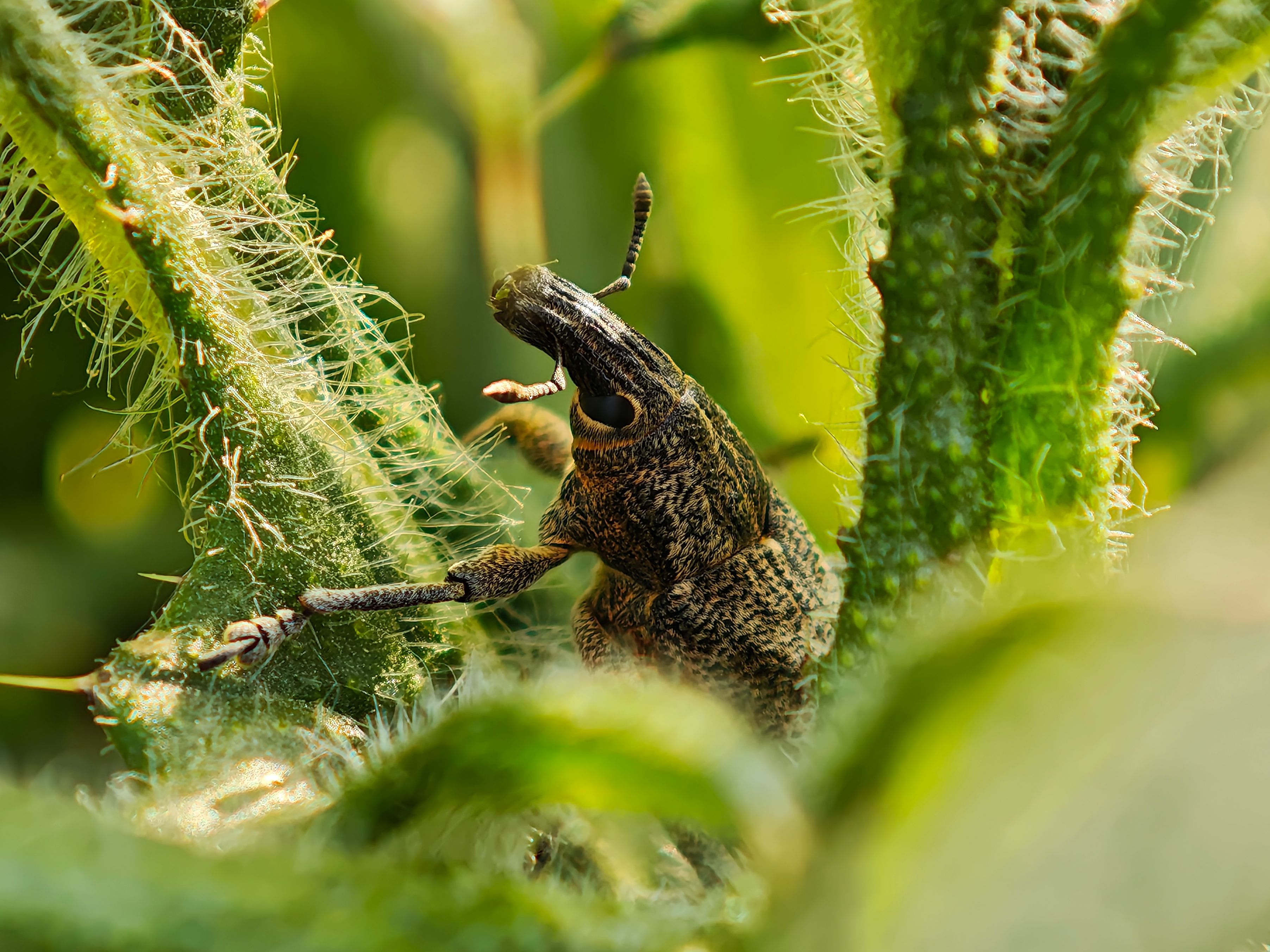 Close-Up of Weevil on Green Plant Leaves · Free Stock Photo