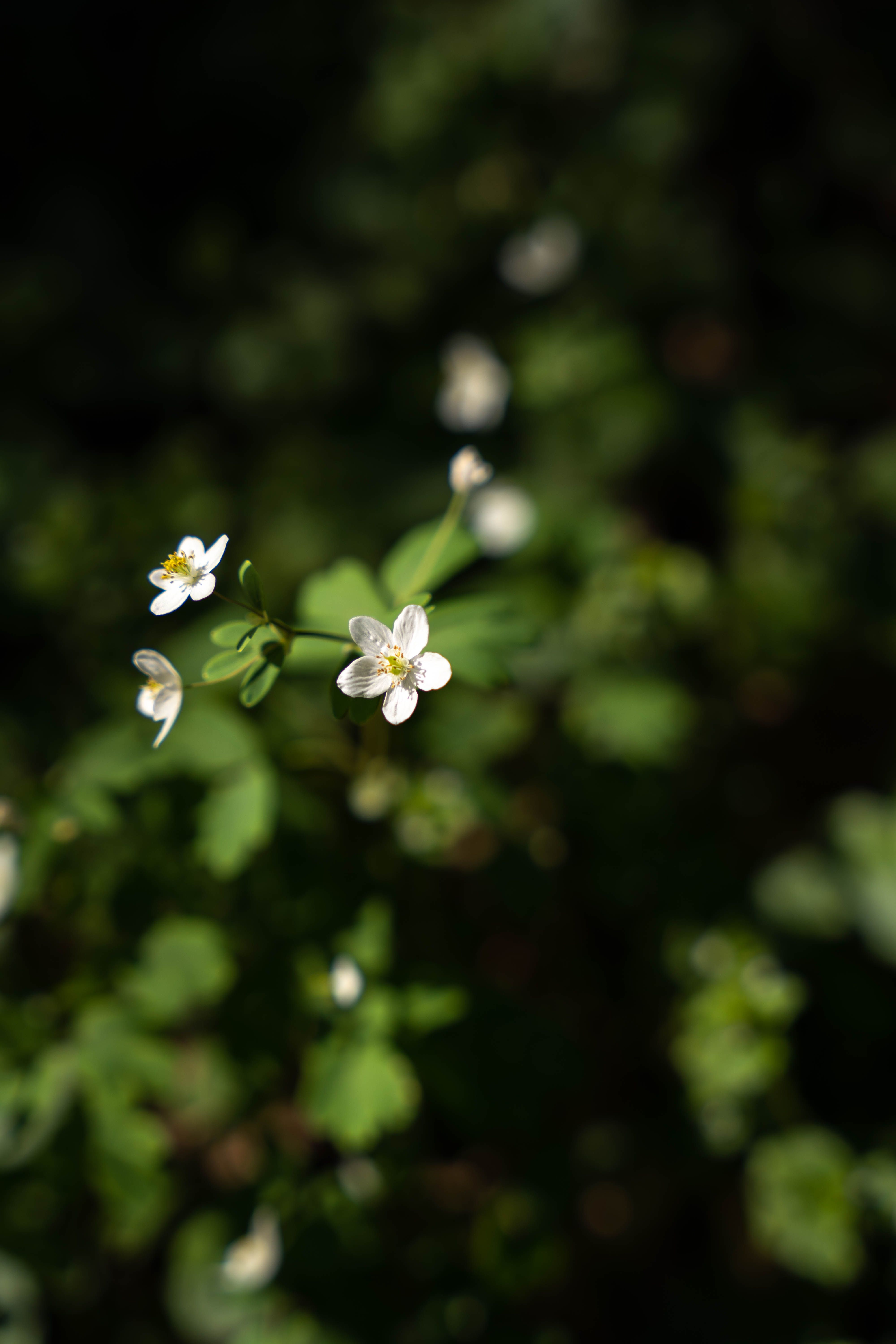 Close-up of Delicate White Wildflowers in Nature · Free Stock Photo