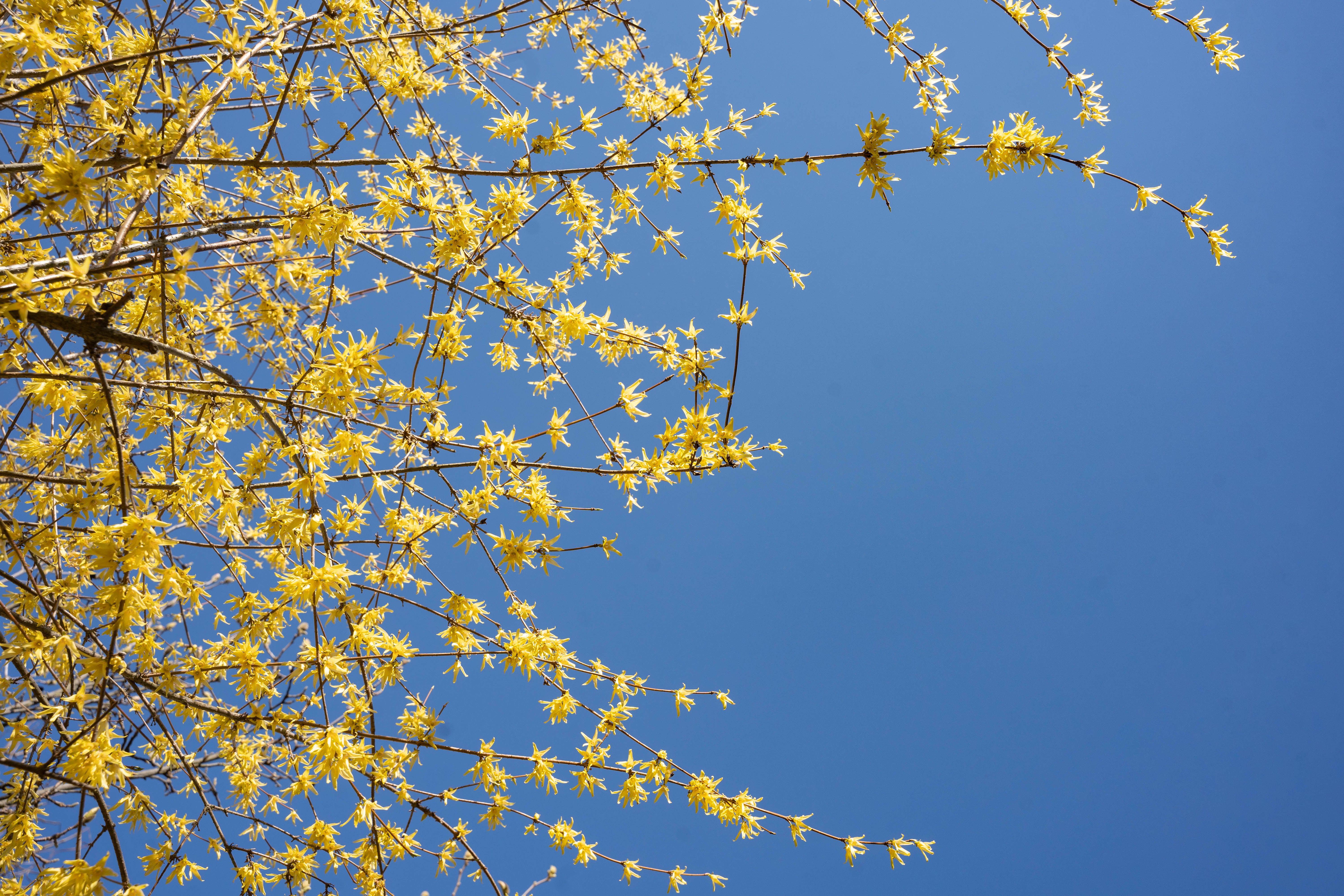 Beautiful Yellow Forsythia Branches Against Blue Sky · Free Stock Photo