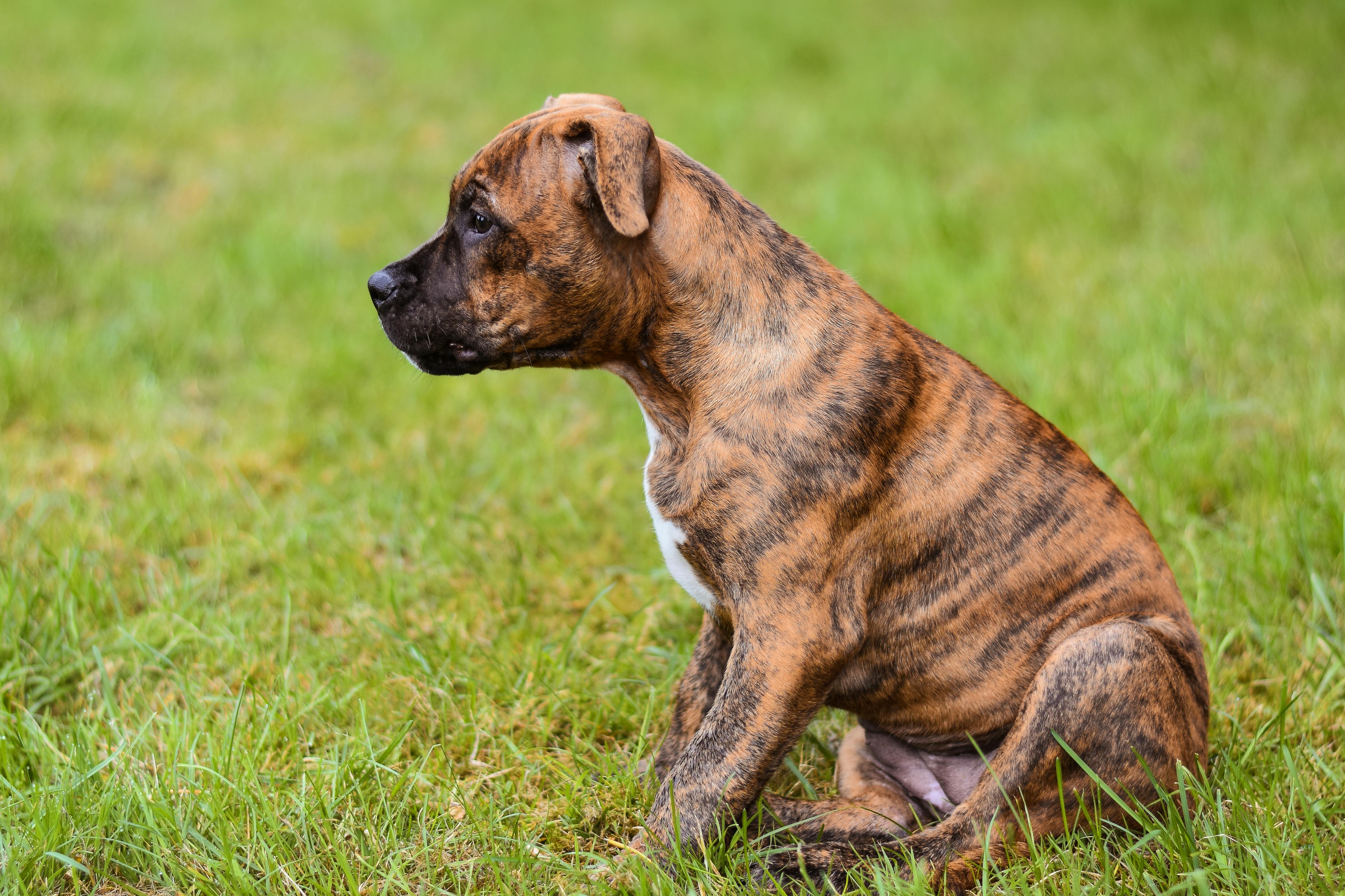 Adorable Boxer Puppy Sitting in Green Meadow · Free Stock Photo