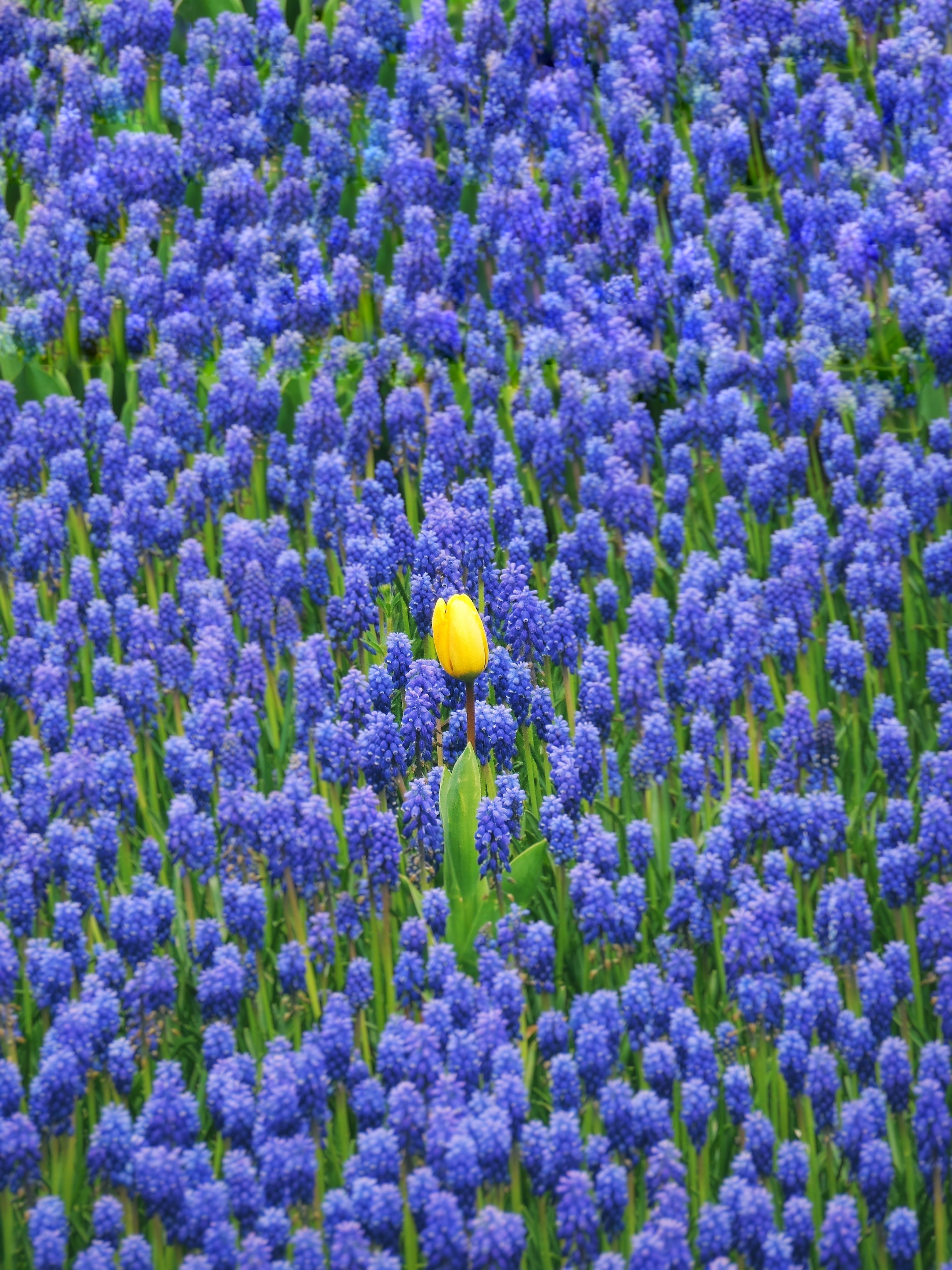 Yellow Tulip Amidst Sea of Blue Flowers · Free Stock Photo