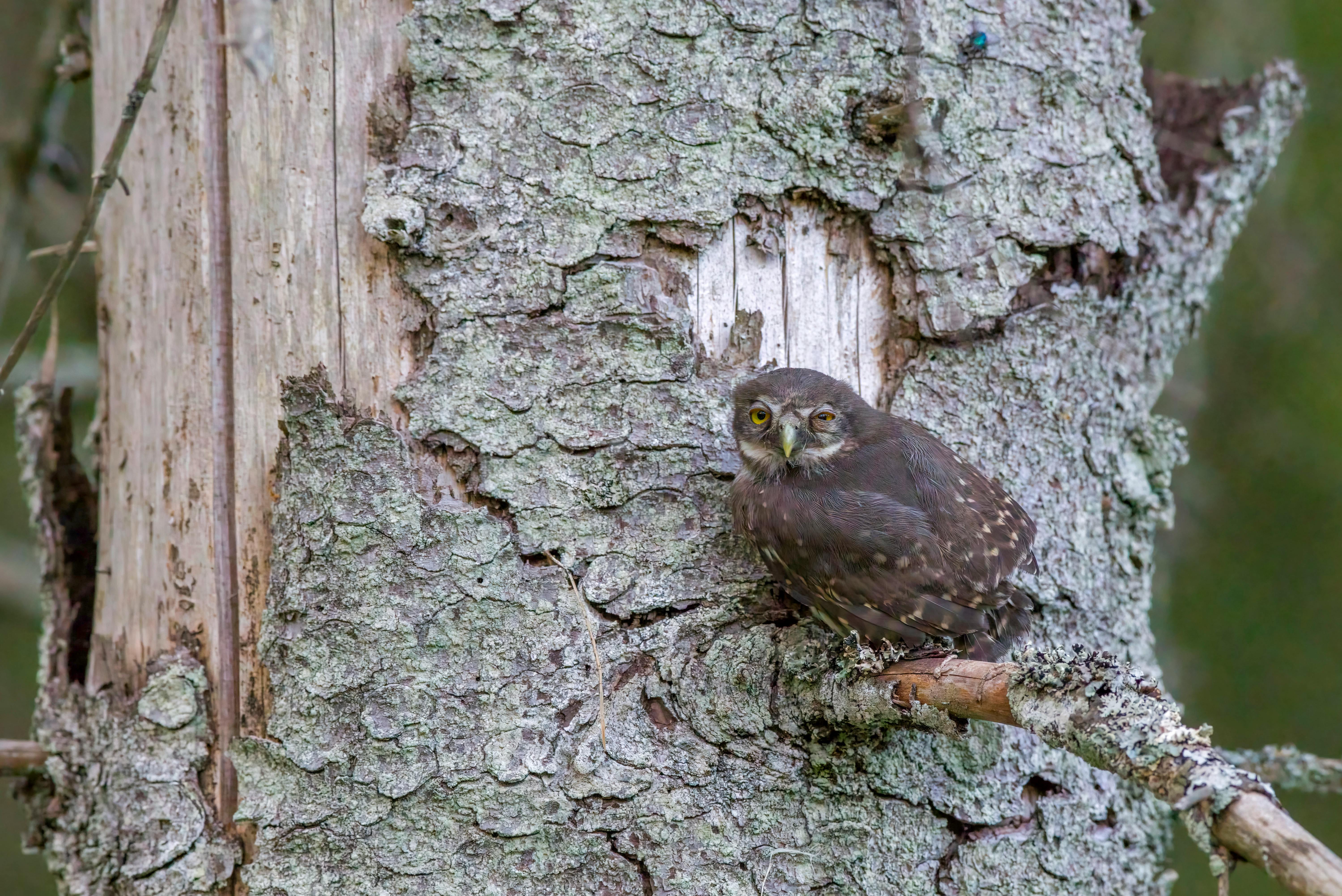Eurasian Pygmy Owl Perched on Tree Branch · Free Stock Photo