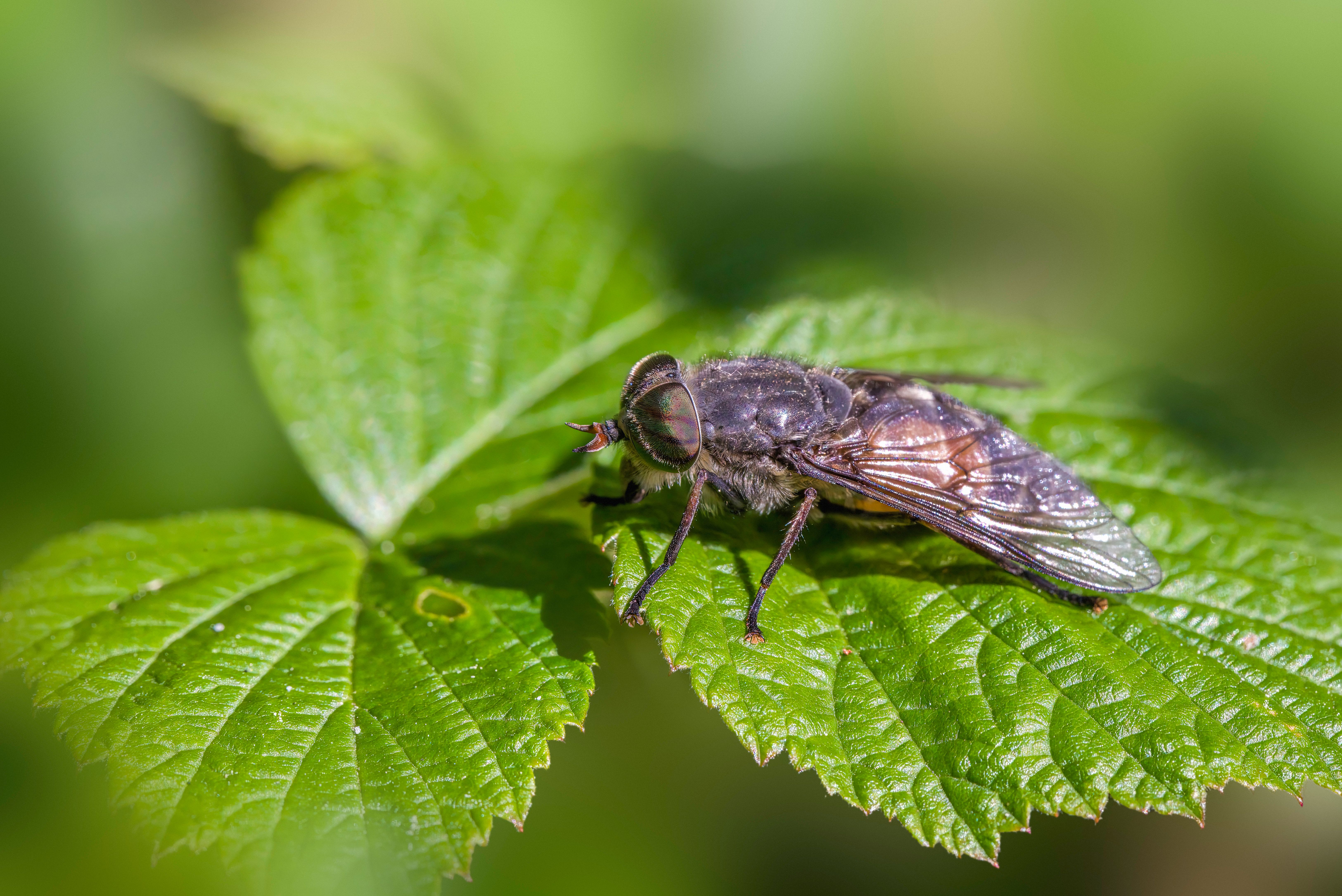 Close-up of a Horse Fly on a Leaf · Free Stock Photo