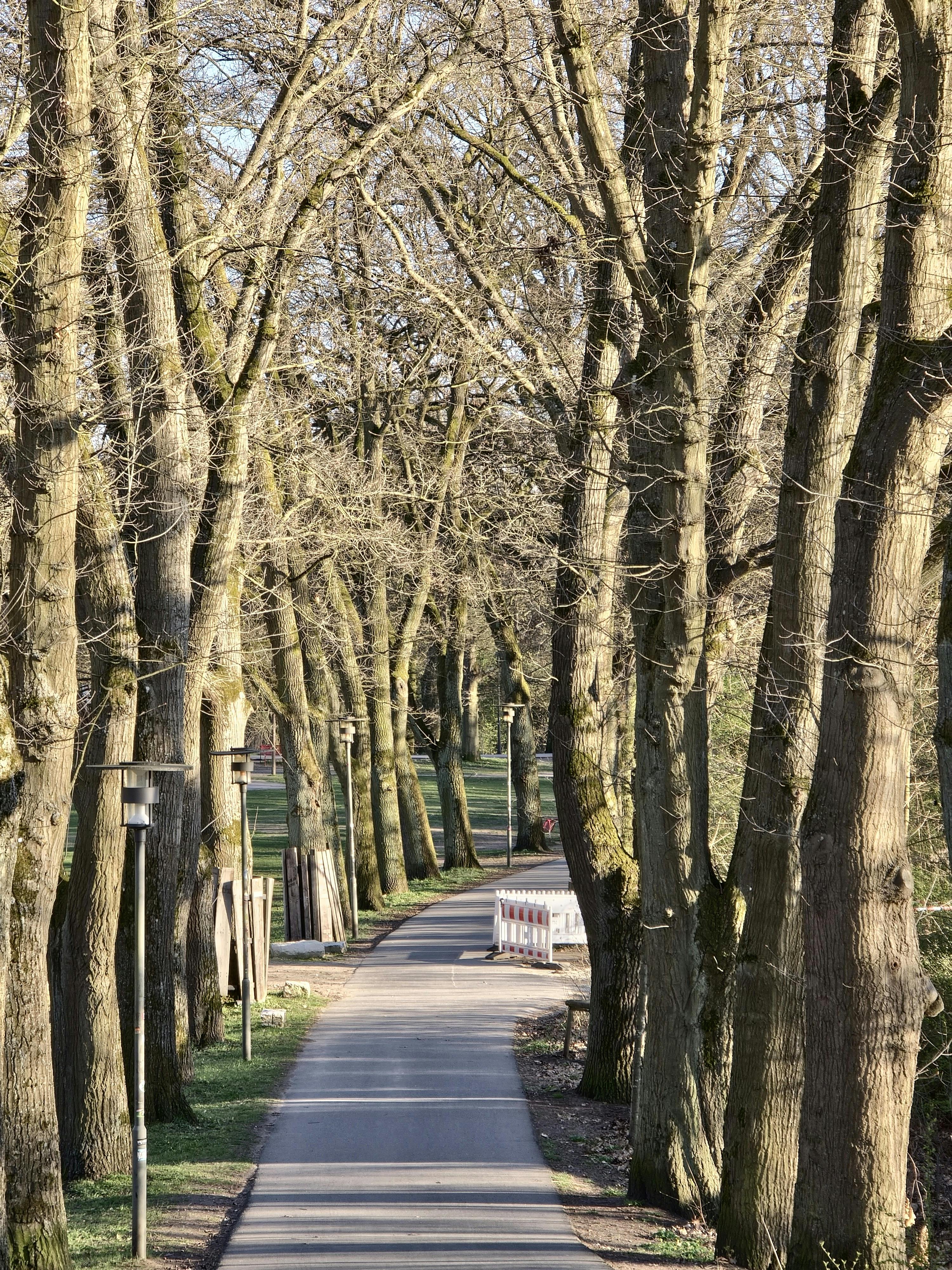 Serene Tree-Lined Pathway in Early Spring · Free Stock Photo