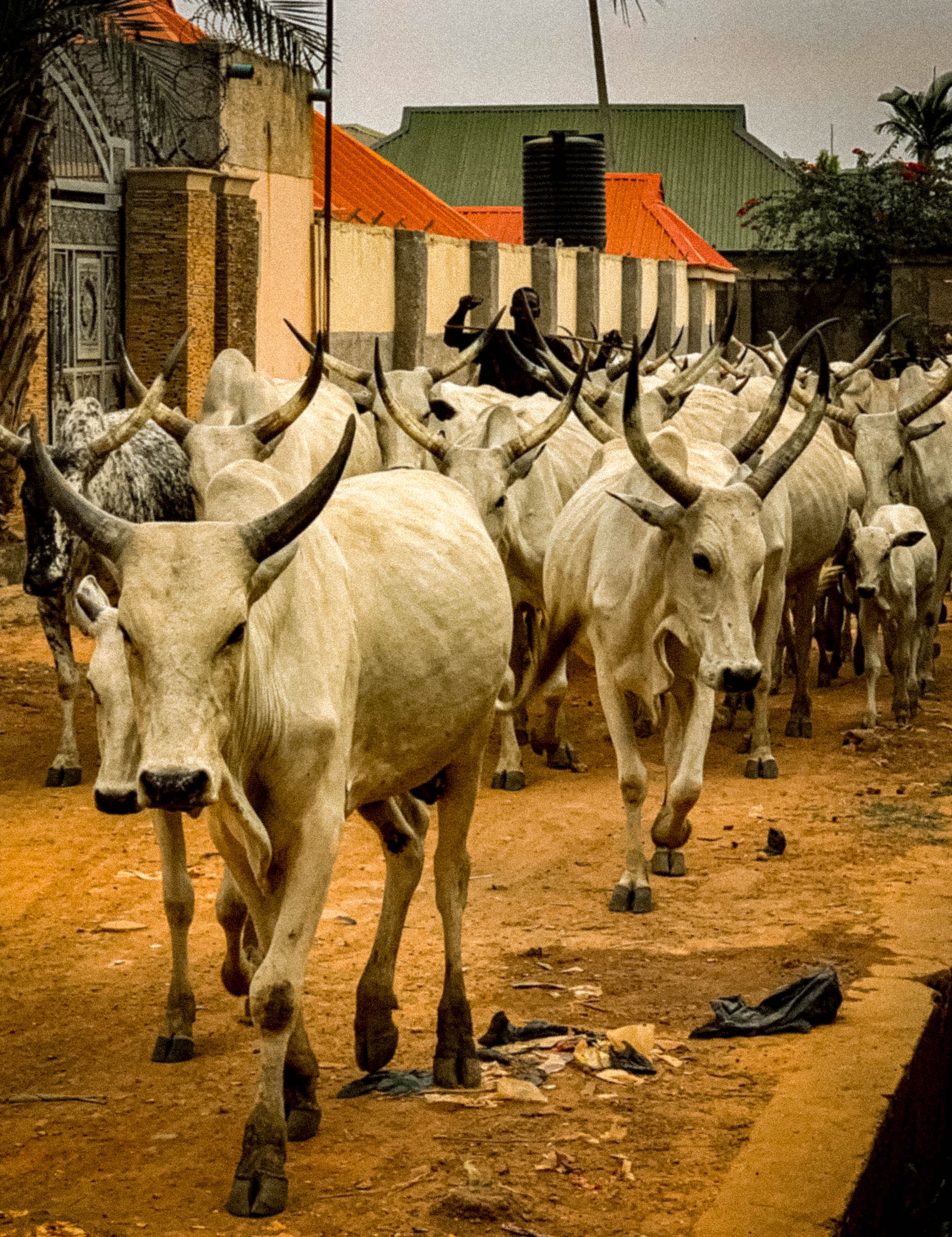 South African Cow Ball Photos, Download The BEST Free South African Cow ...