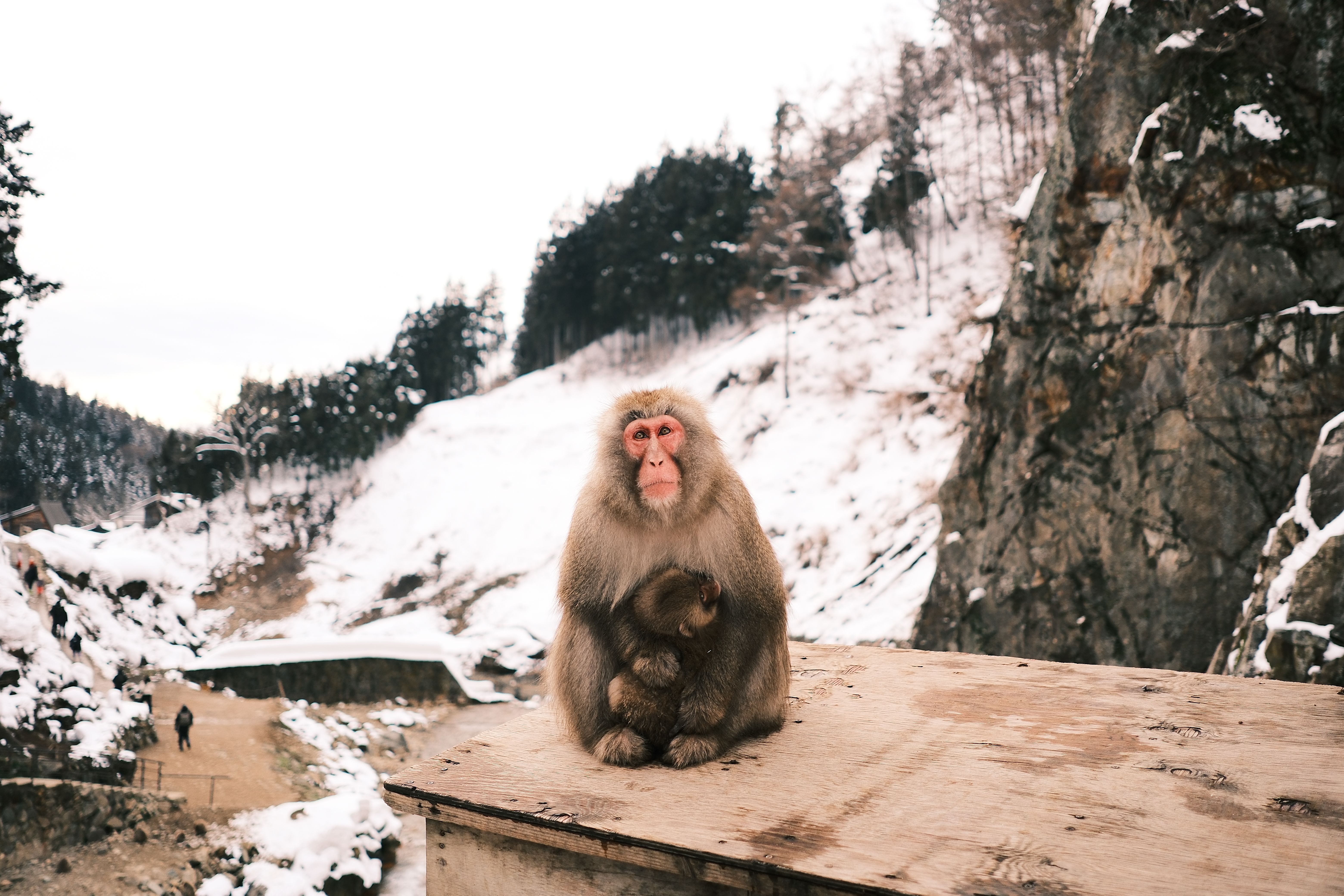 Snow Monkeys in Japanese Winter Landscape · Free Stock Photo