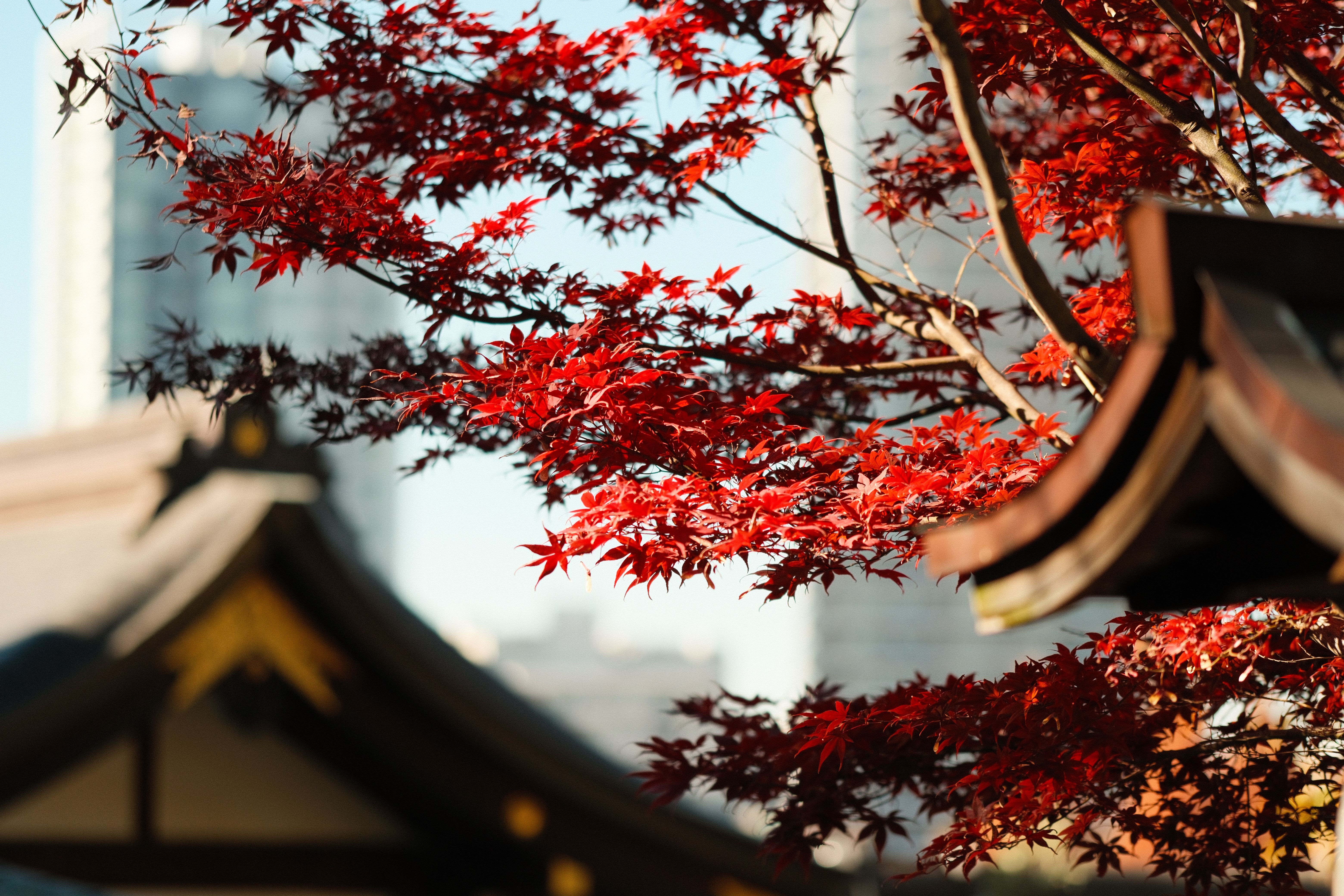 Red Maple Leaves near Traditional Japanese Roof · Free Stock Photo