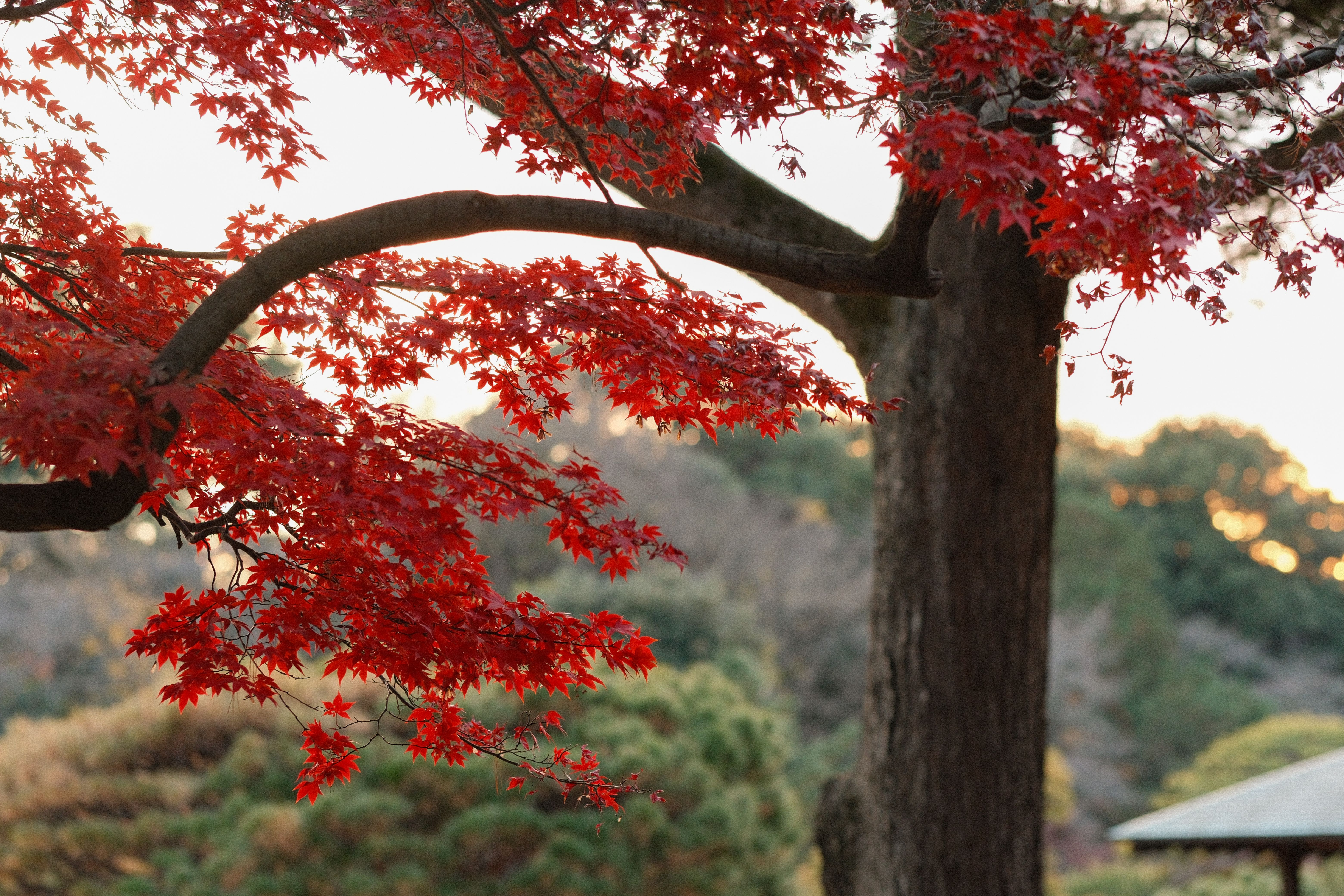 Stunning Autumn Japanese Maple in Sunlight · Free Stock Photo