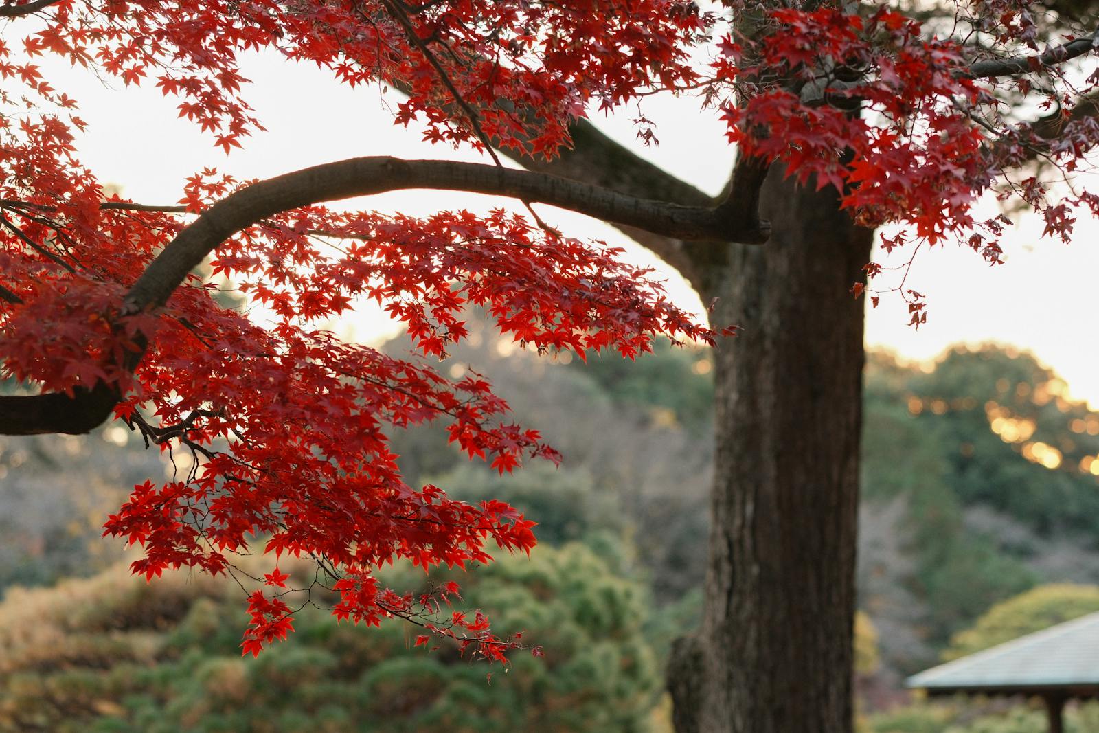 Maple Tree Photos, Download The BEST Free Maple Tree Stock Photos & HD ...