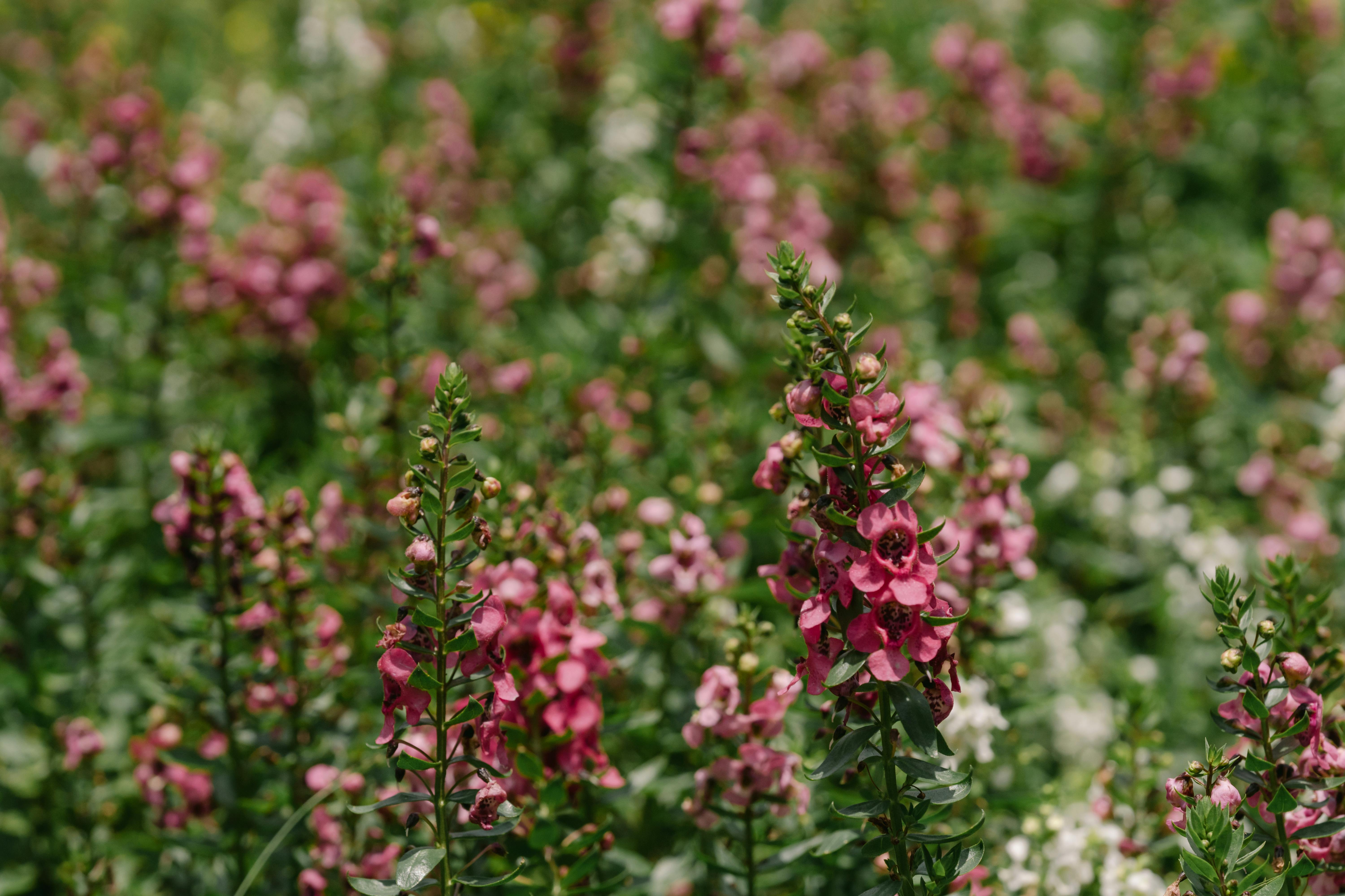 Vibrant Pink and Green Flower Field in Bloom · Free Stock Photo