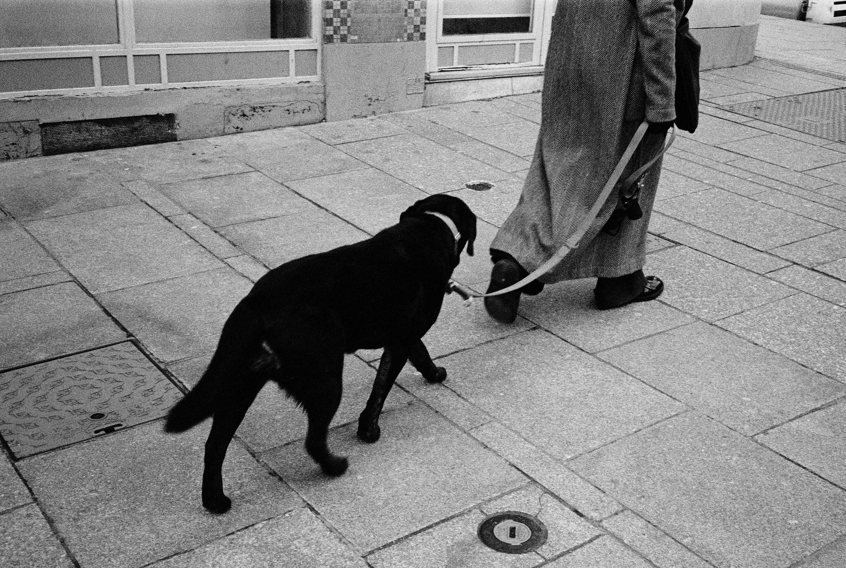 Black Labrador walking with owner on French street · Free Stock Photo