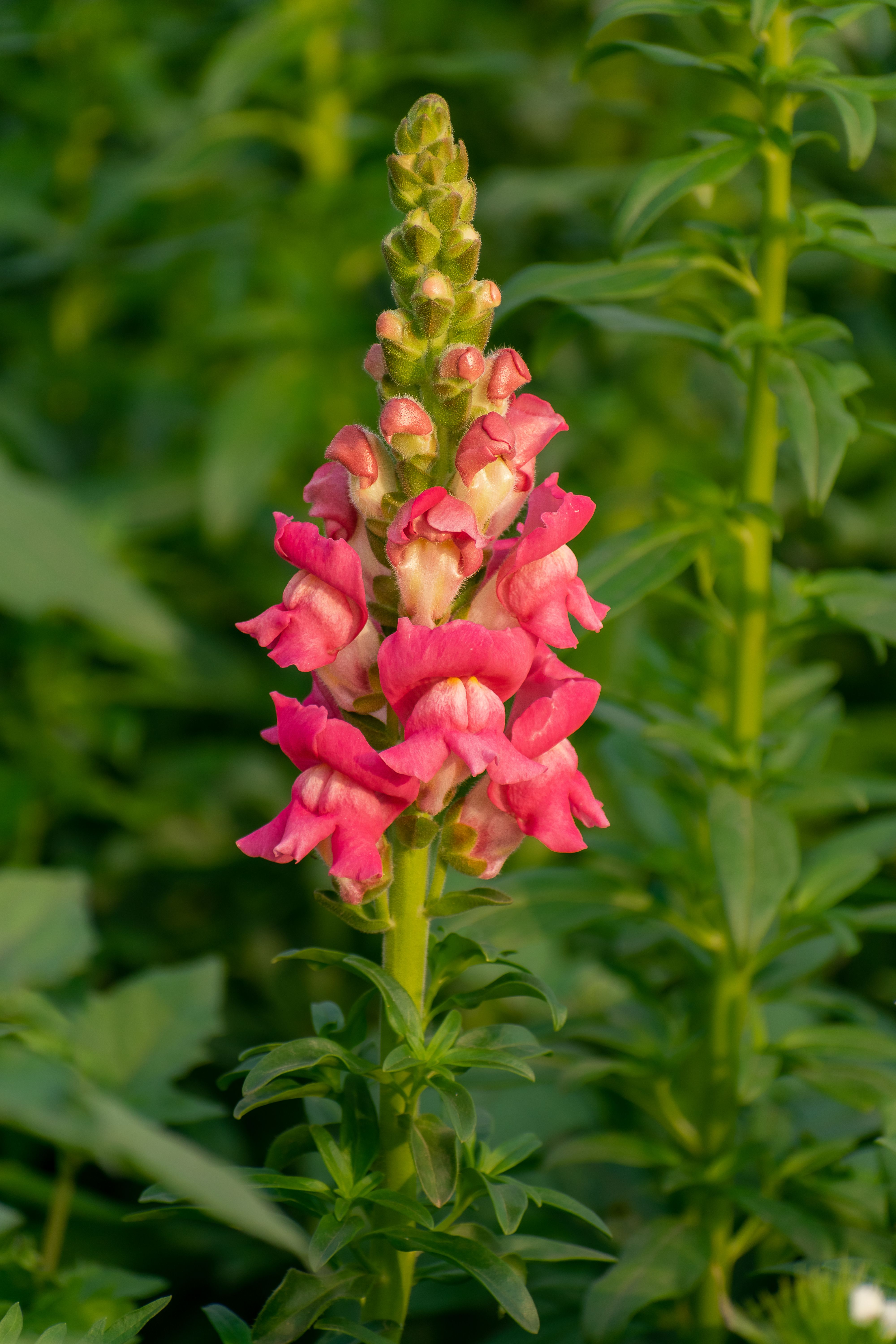 Vibrant Snapdragon Blossom in West Bengal Garden · Free Stock Photo