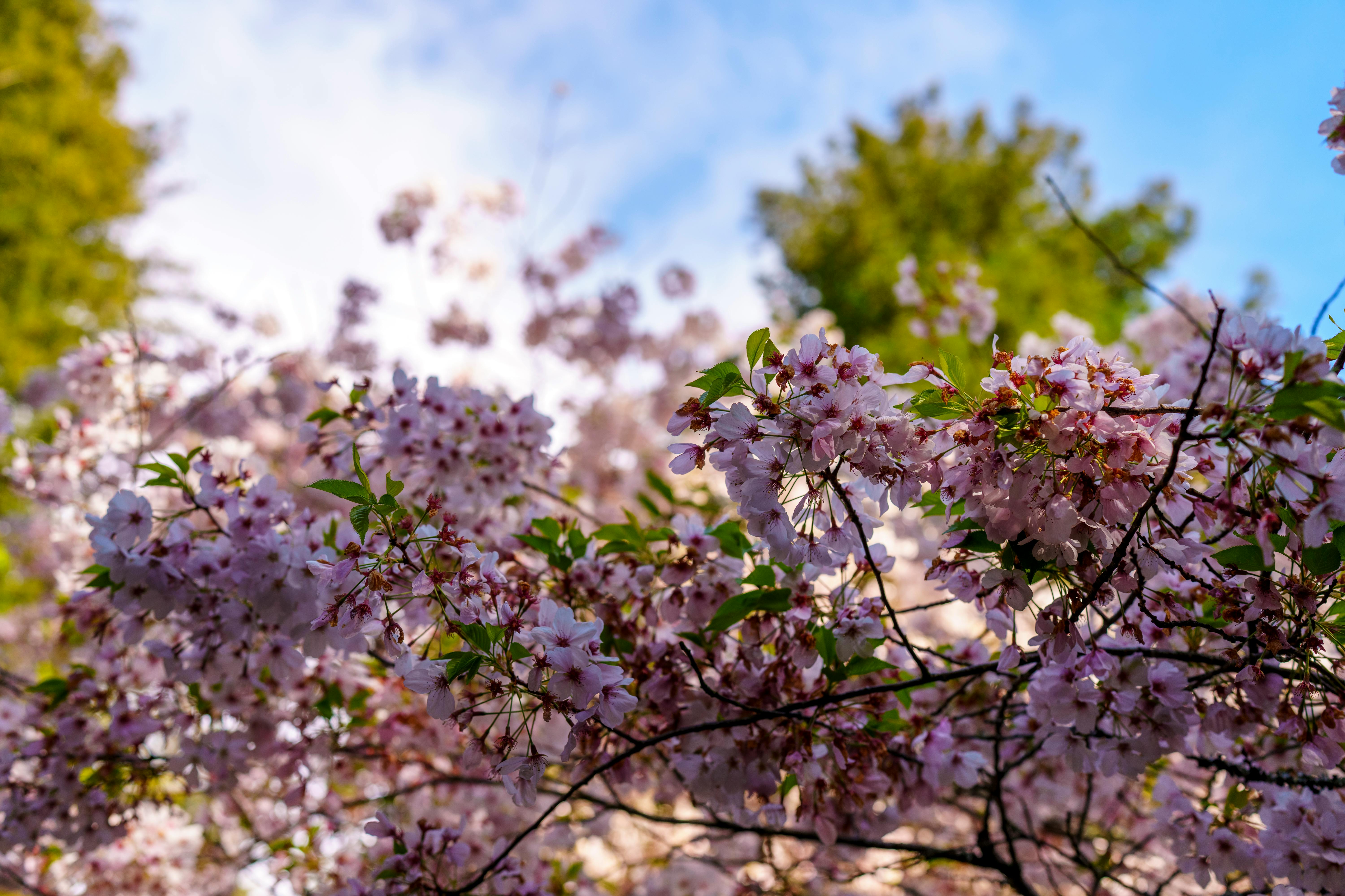 Trees With Branches Photos, Download The BEST Free Trees With Branches ...