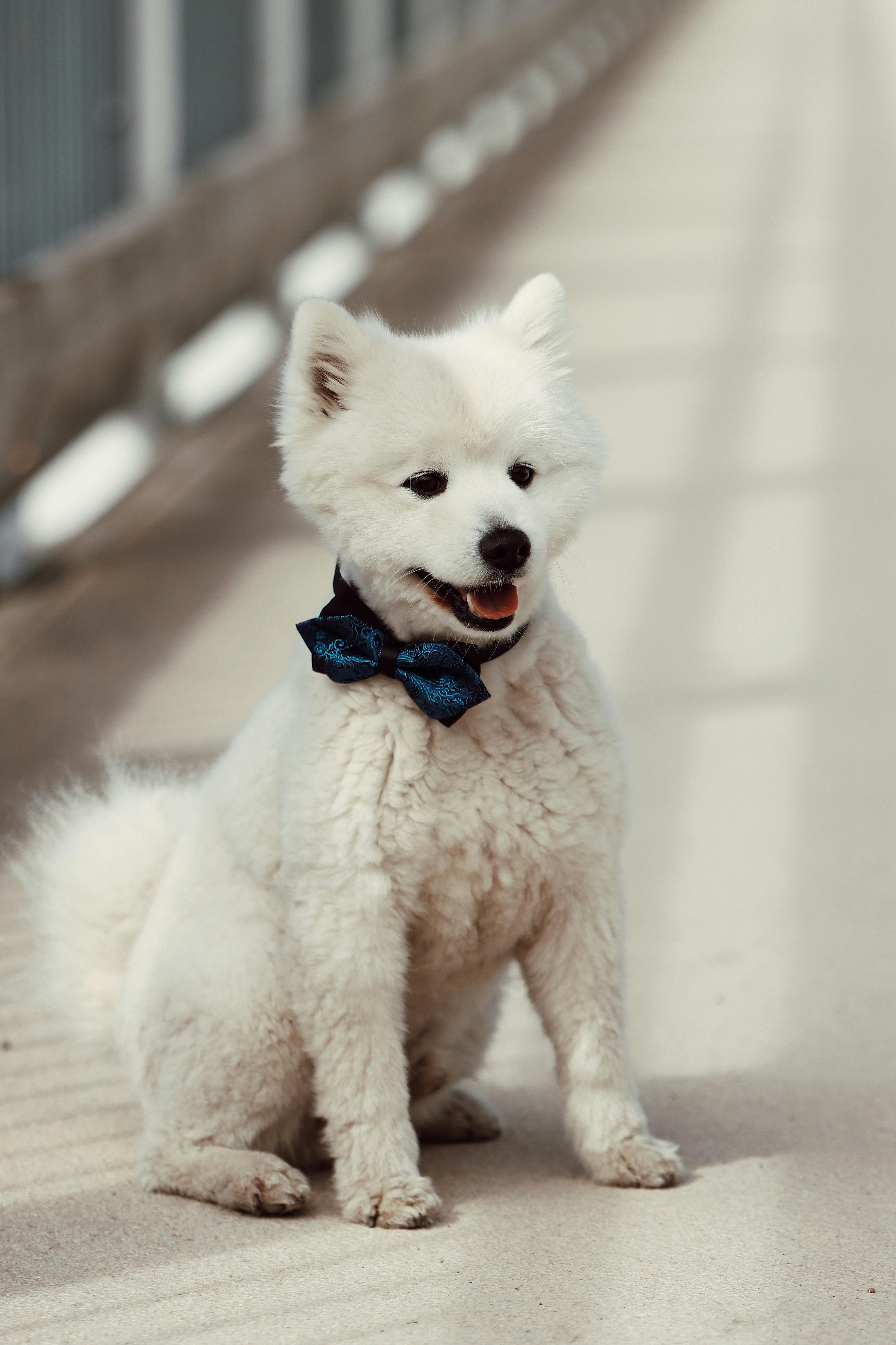 Charming Samoyed with Bow Tie on a Bridge · Free Stock Photo