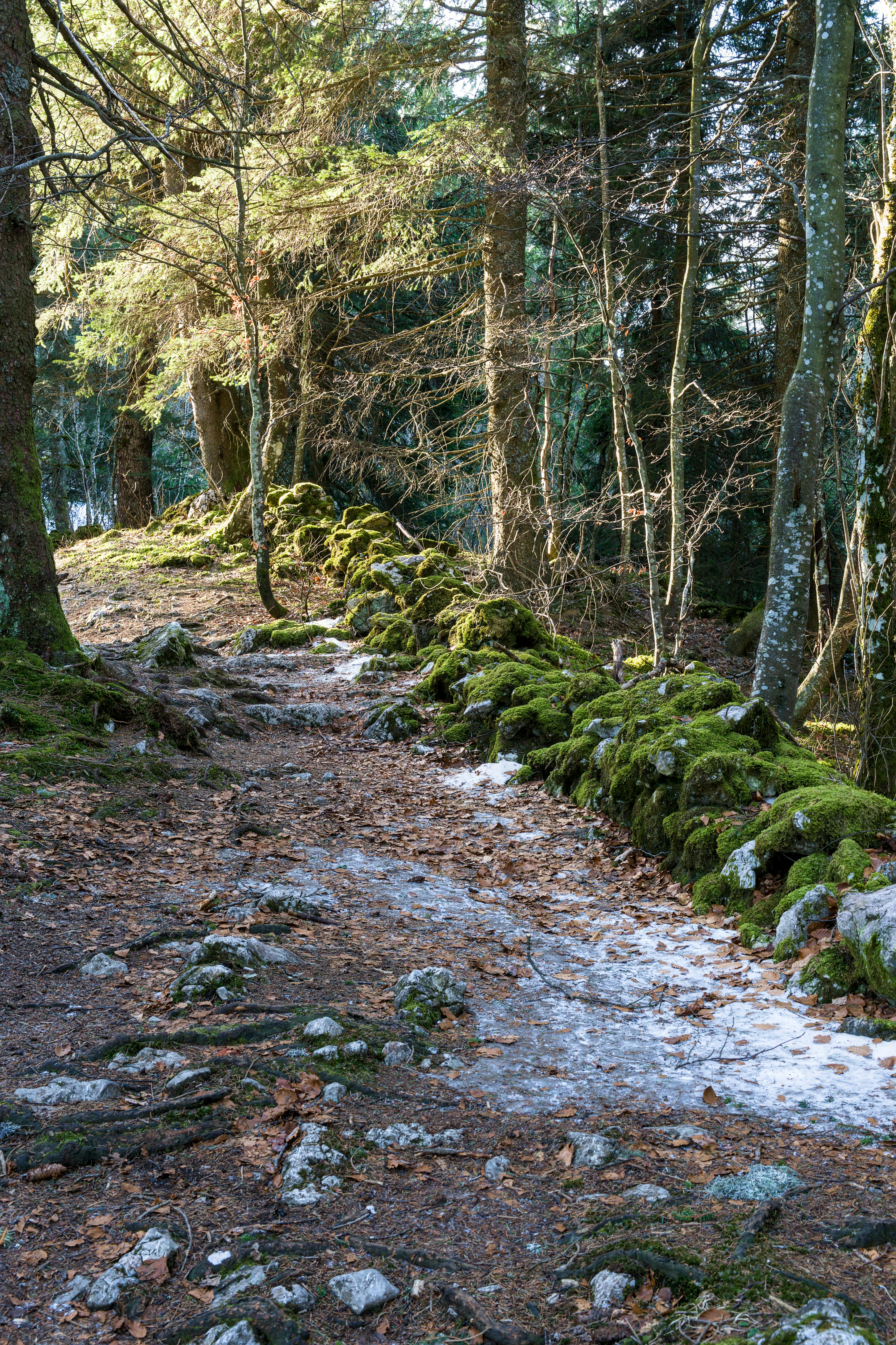 Scenic Forest Path with Moss-Covered Rocks · Free Stock Photo