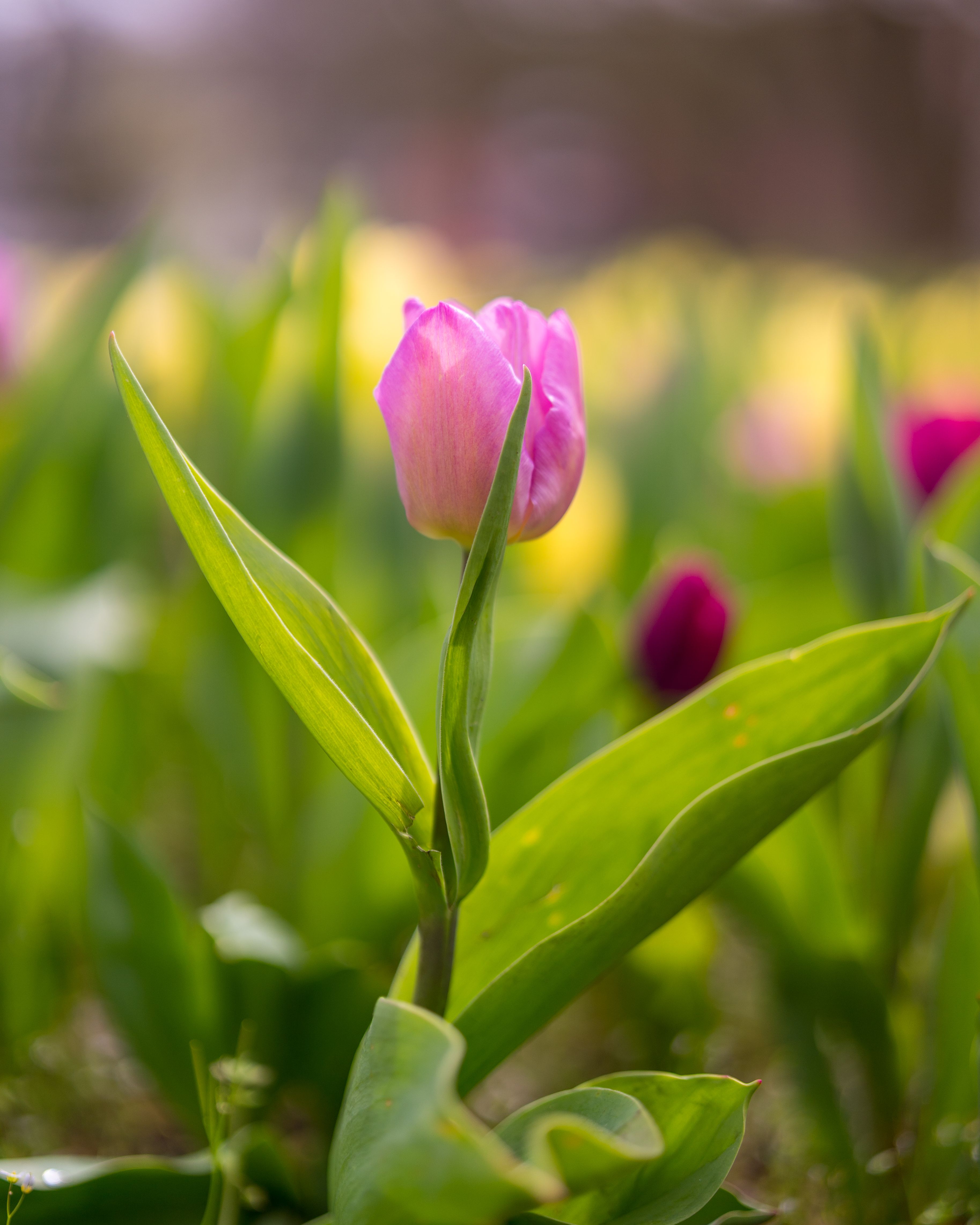 Vibrant Pink Tulip in Spring Garden · Free Stock Photo
