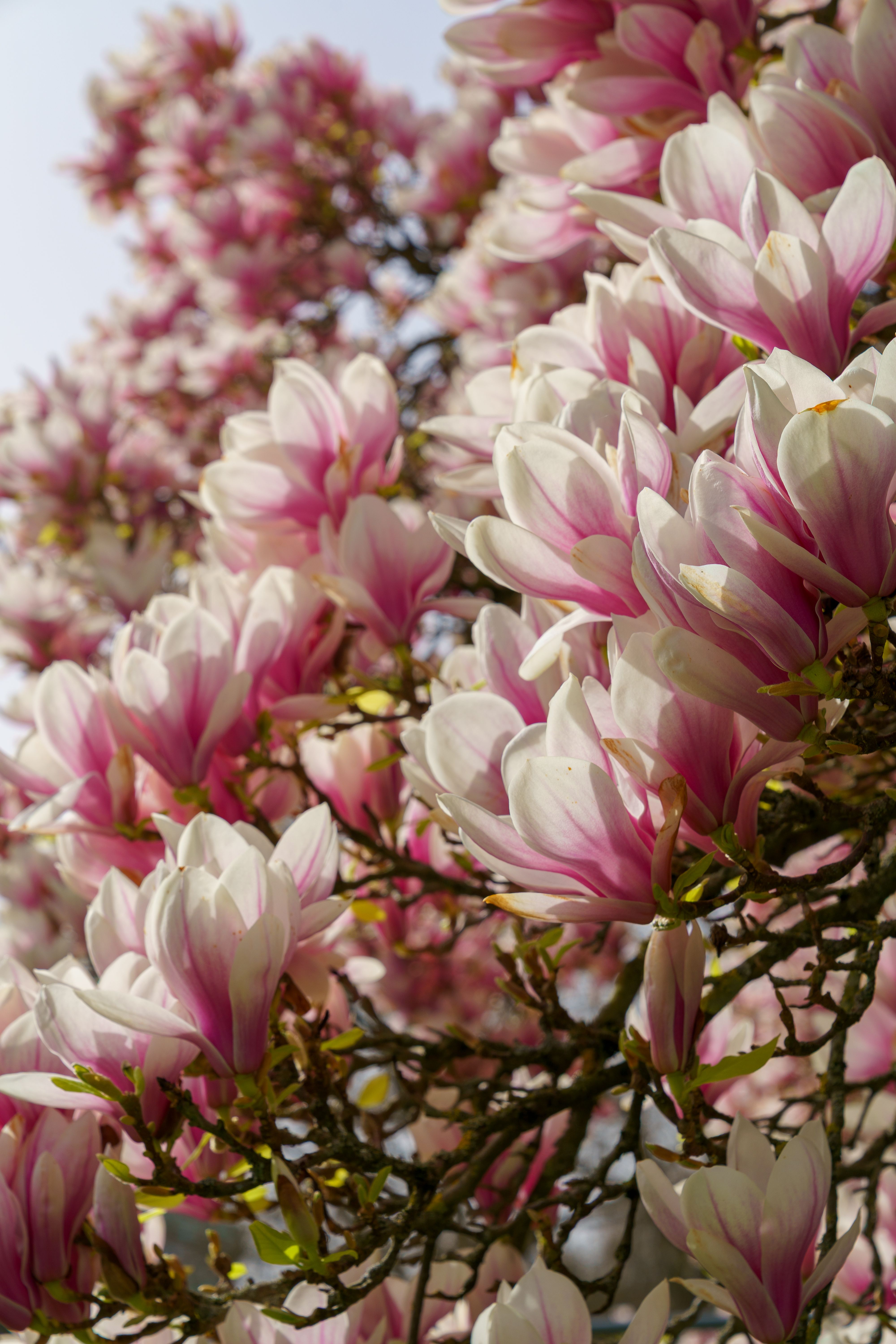 Vibrant Pink Magnolia Blossoms in Bloom · Free Stock Photo
