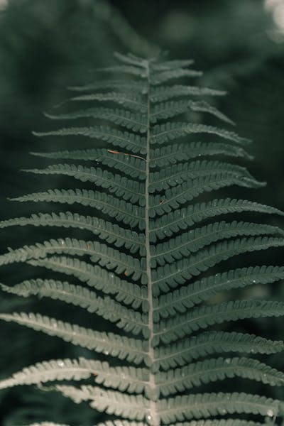 Color: Green Photos, Download The BEST Free Color: Green Stock Photos ...