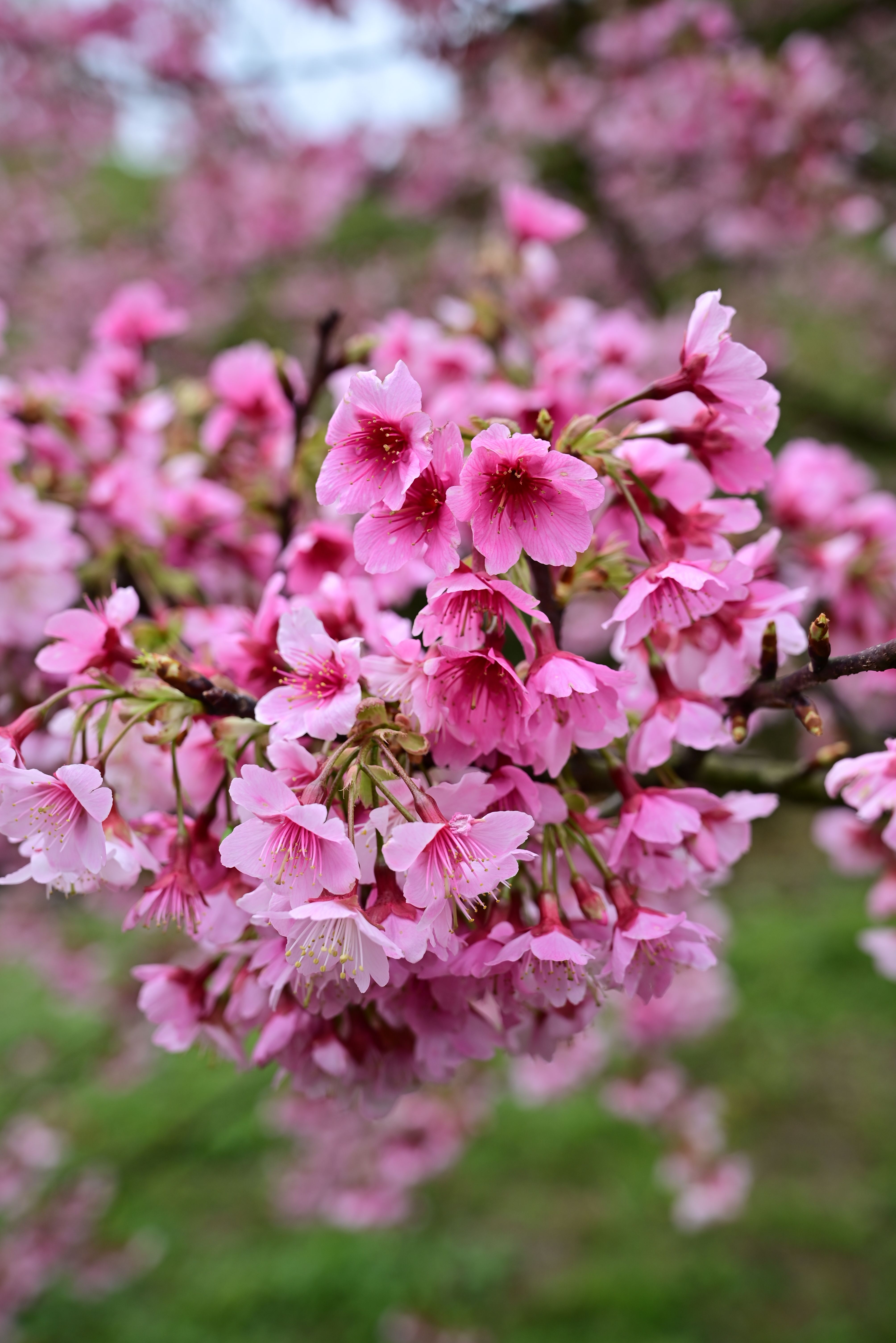 Vibrant Pink Cherry Blossoms in Springtime · Free Stock Photo